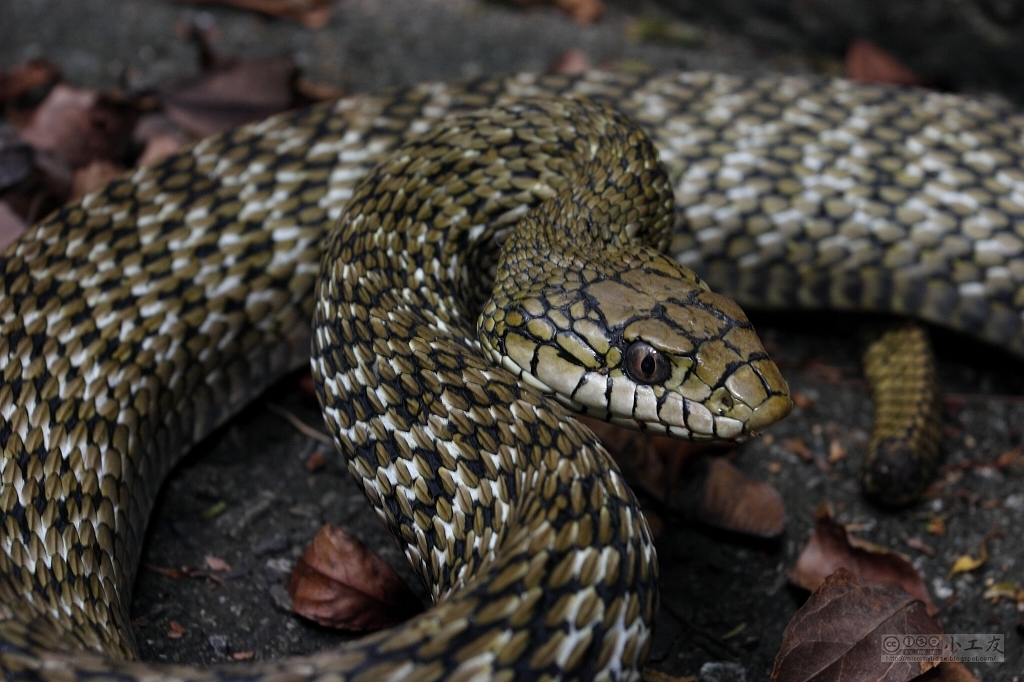 King Ratsnake (Elaphe carinata) - Snakes and Lizards