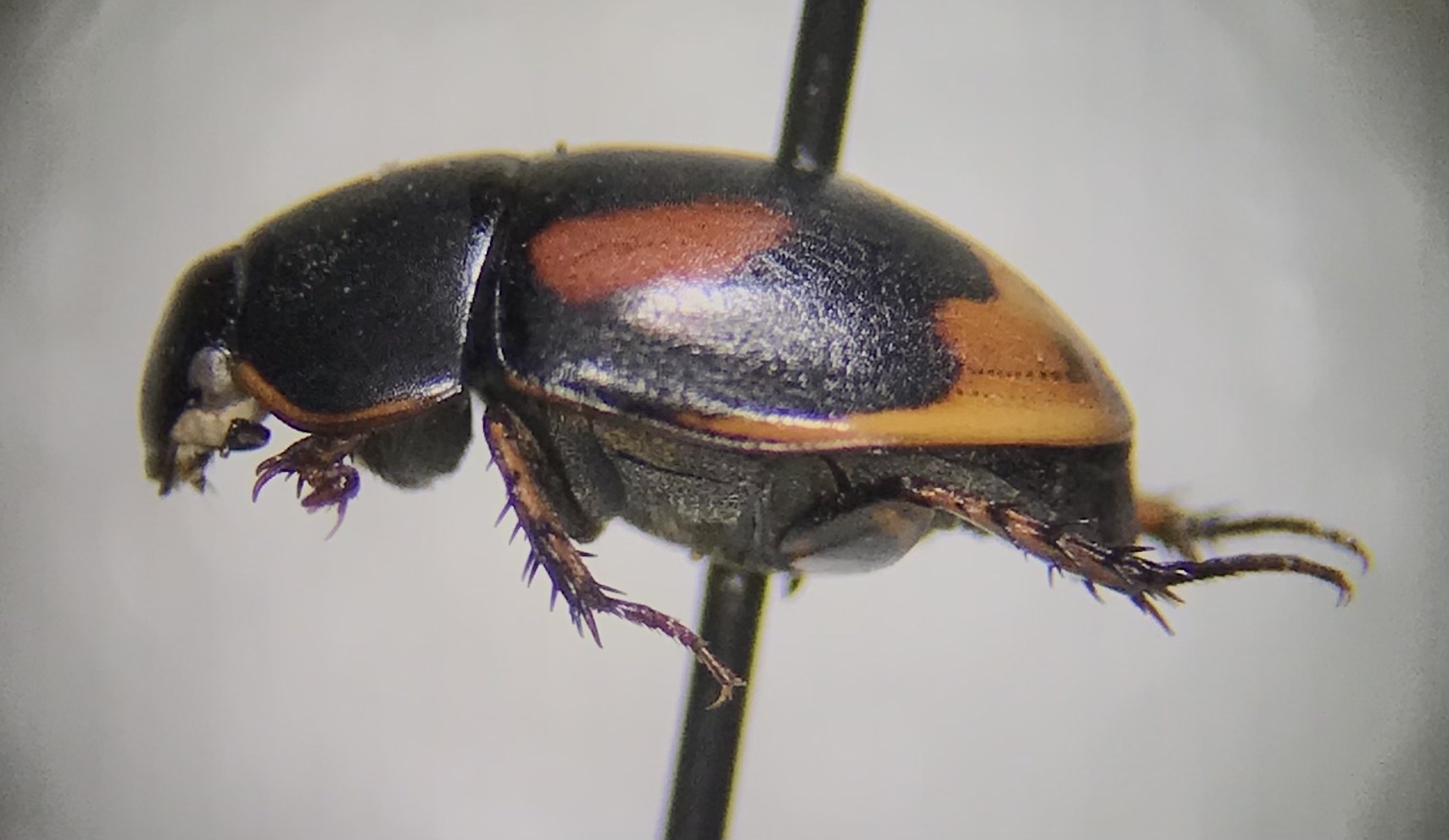 Sphaeridium scarabaeoides (Linnaeus, 1758)