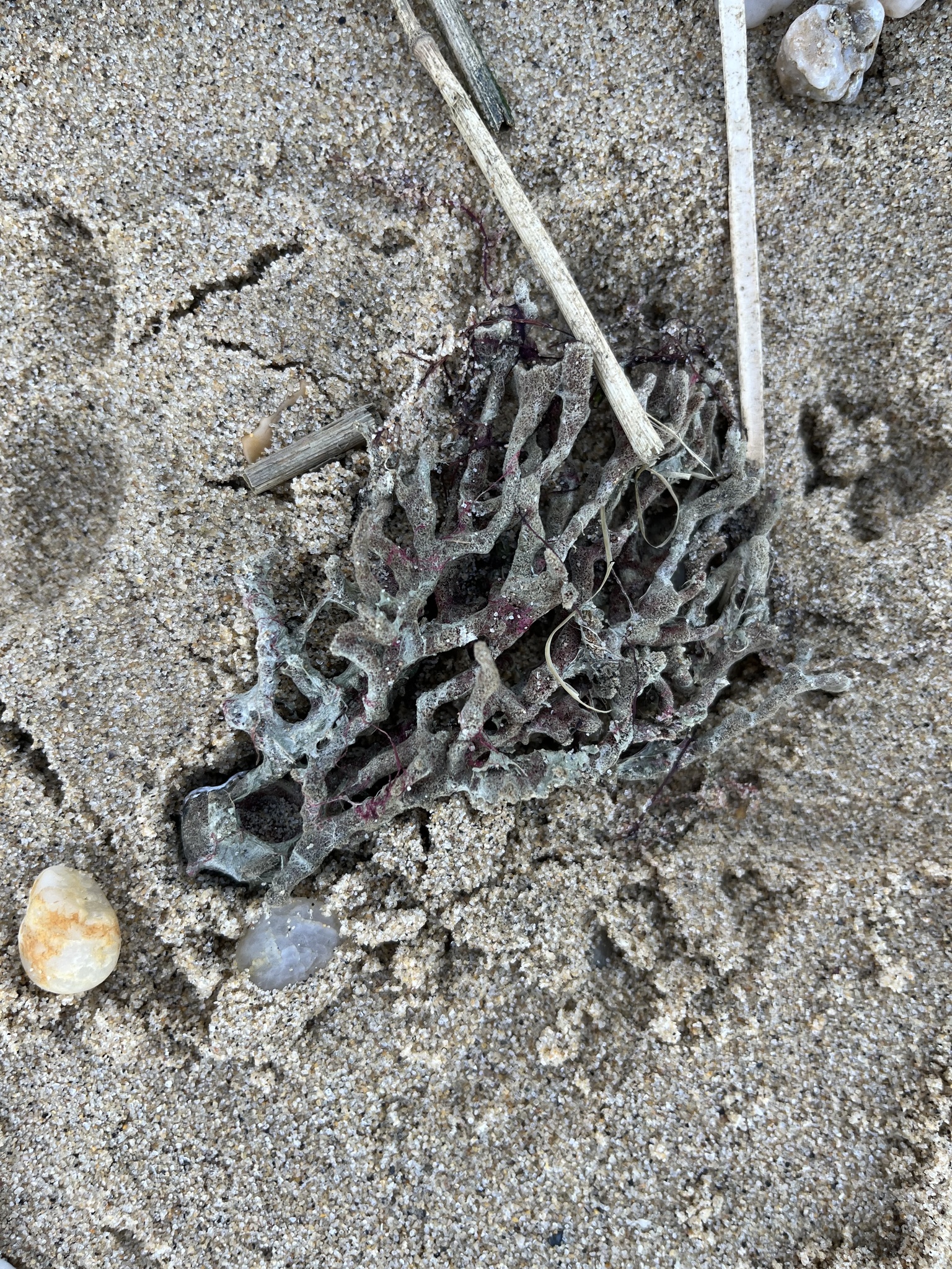 Clathria prolifera (Ellis & Solander, 1786)