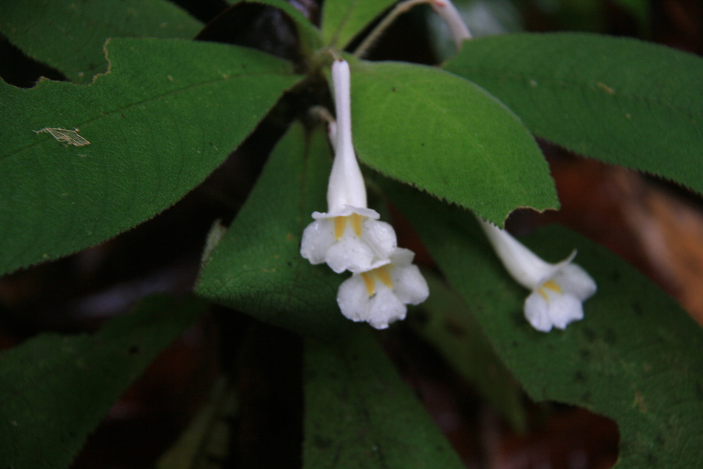Codonoboea platypus from Bako National Park, Kuching, Sarawak, Malaysia ...