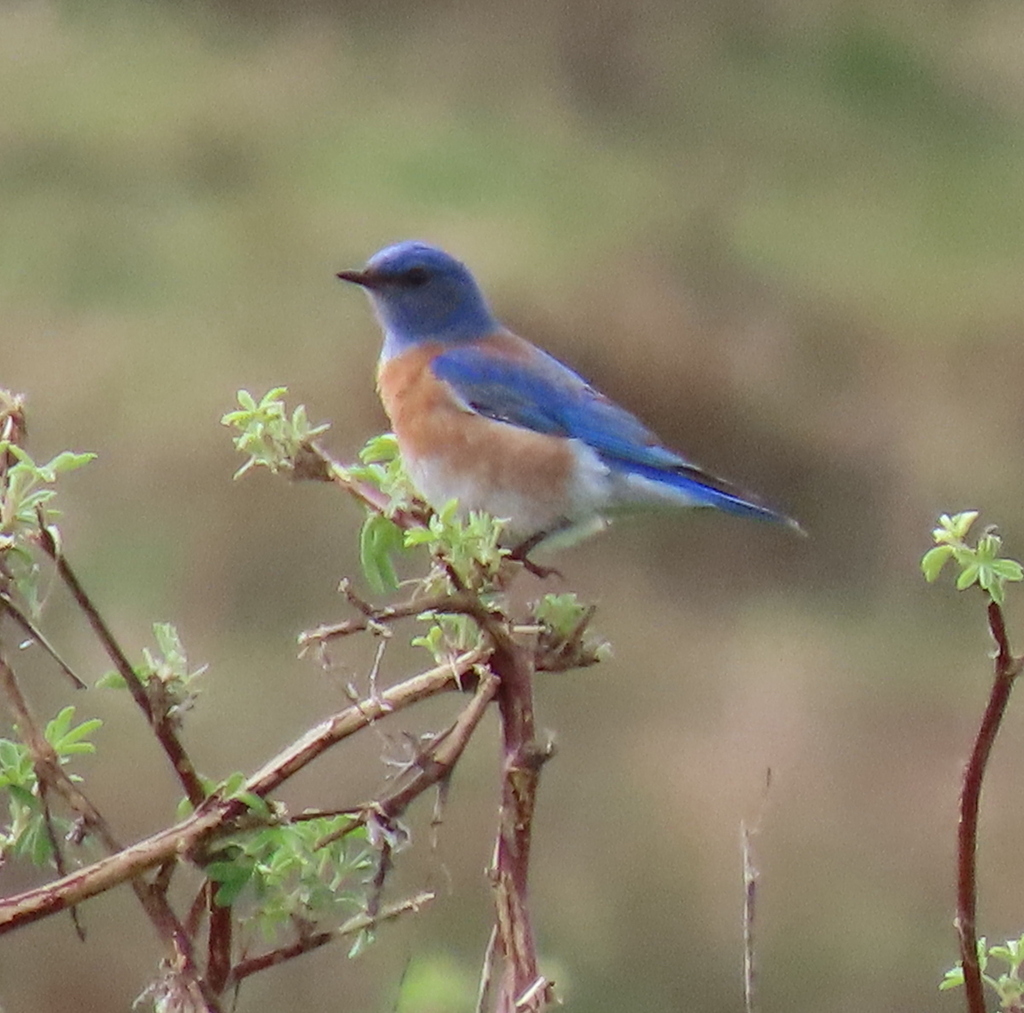 Western Bluebird from Marin County, CA, USA on January 18, 2023 at 12: ...