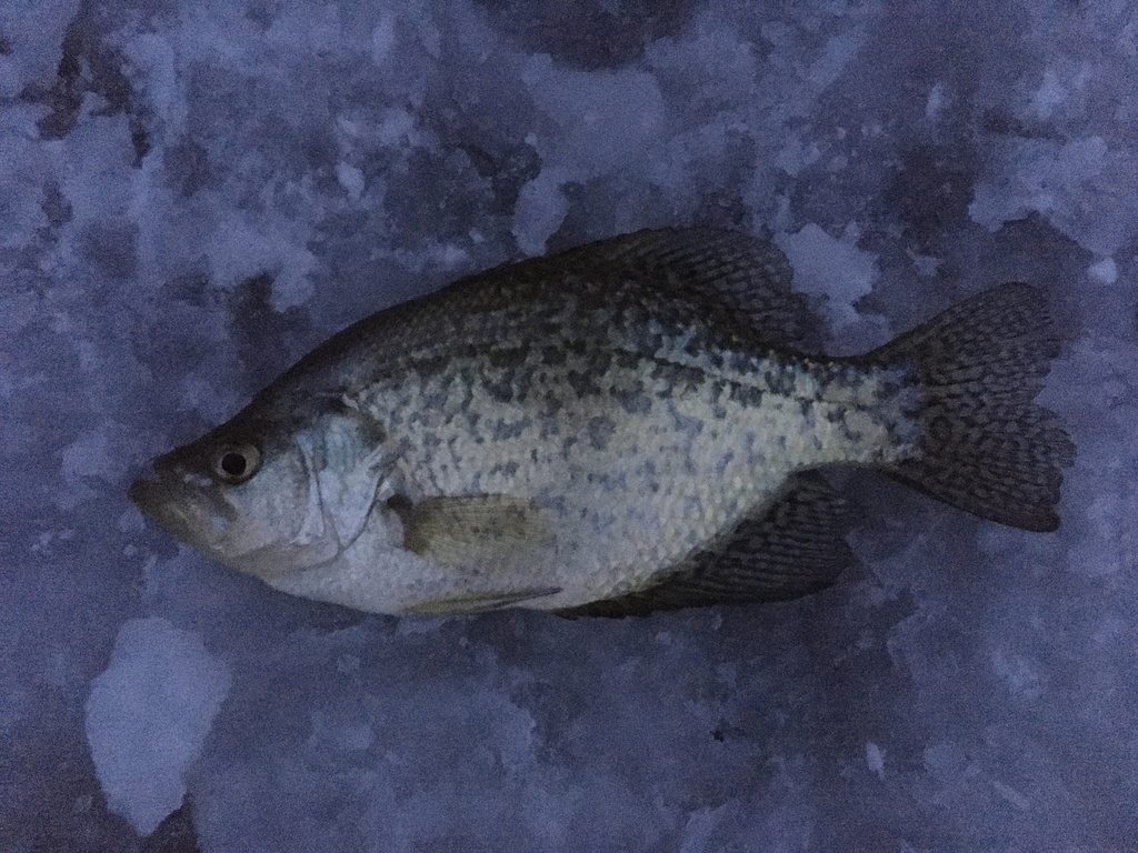 Black Crappie from Petoskey, MI, US on January 20, 2023 at 05:58 PM by ...