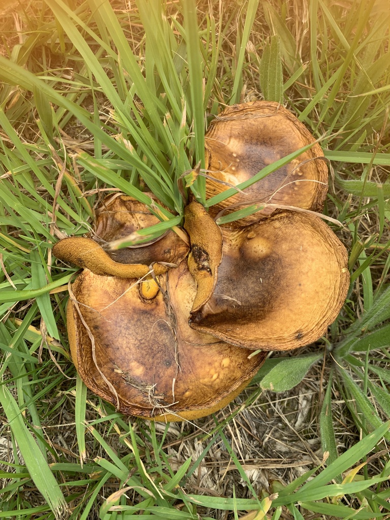 Slippery Jacks in January 2023 by peachsquare · iNaturalist