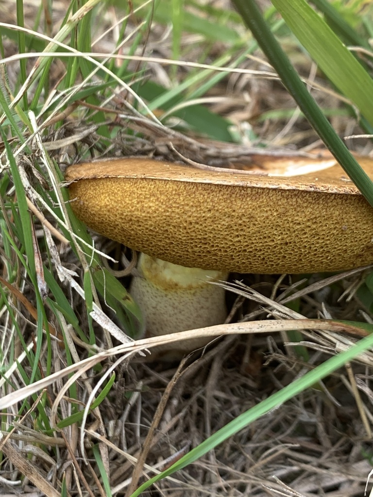 Slippery Jacks from Te Ika-a-Māui/North Island, Martinborough ...
