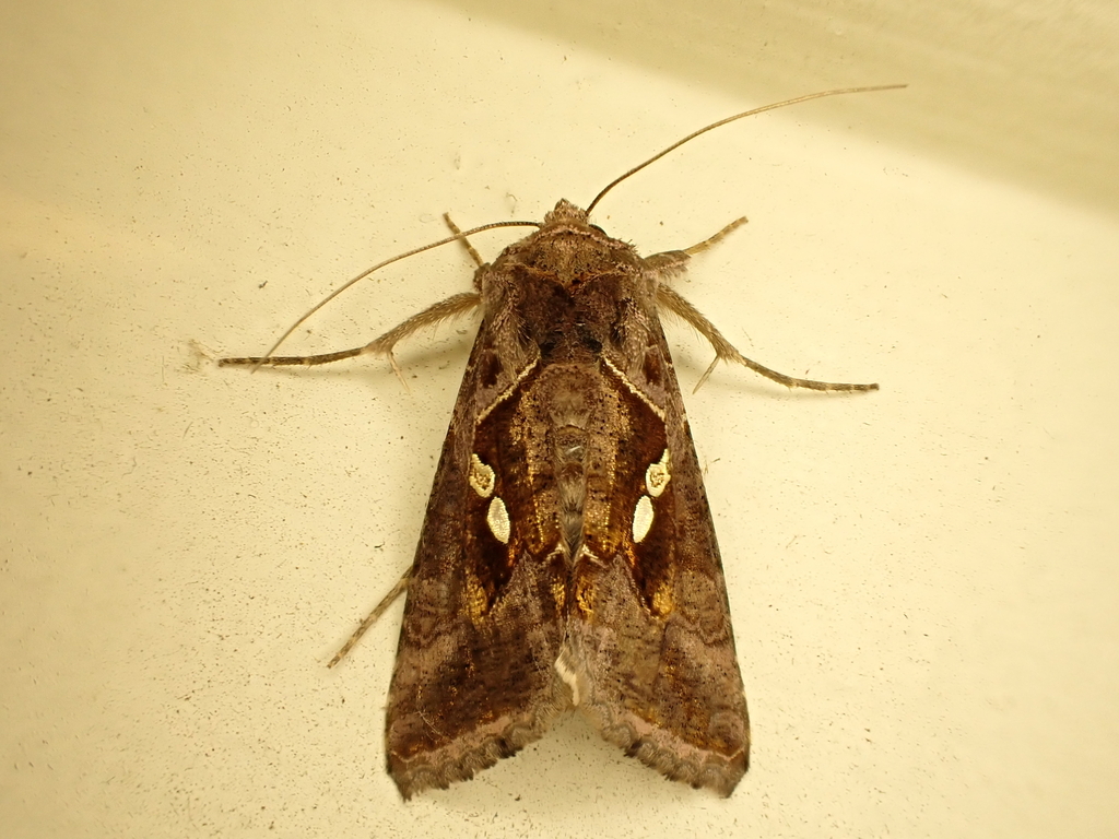 Green Garden Looper from Titirangi Road, New Lynn, West Auckland, New ...