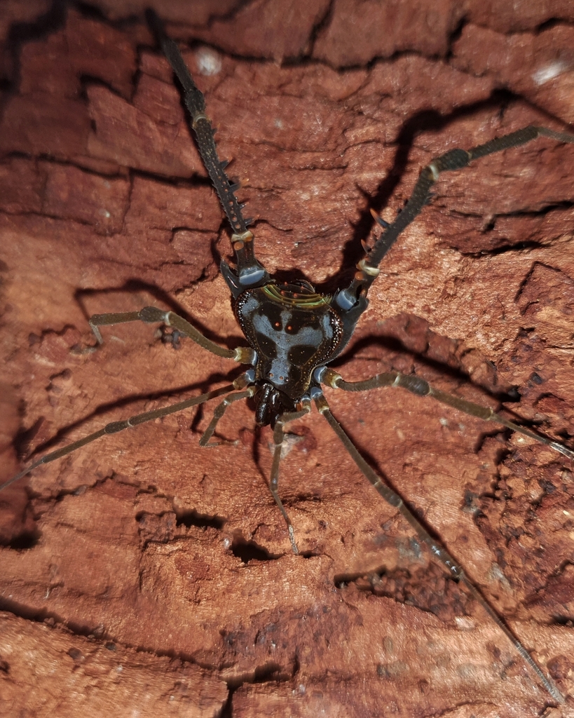 Sadocus asperatus from Melipeuco, Araucanía, Chile on January 20, 2023 ...