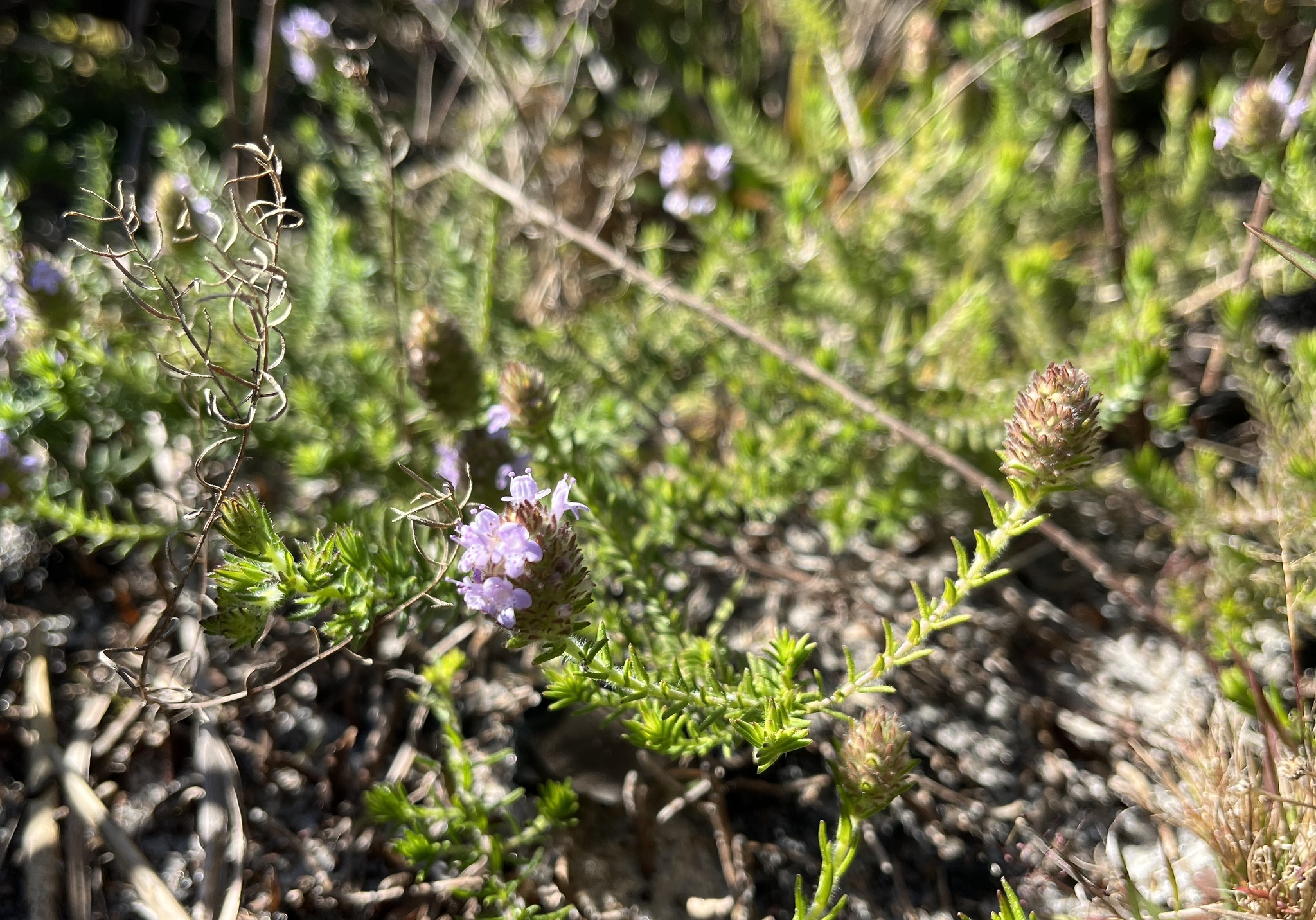 Piloblephis rigida (W.Bartram ex Benth.) Raf.