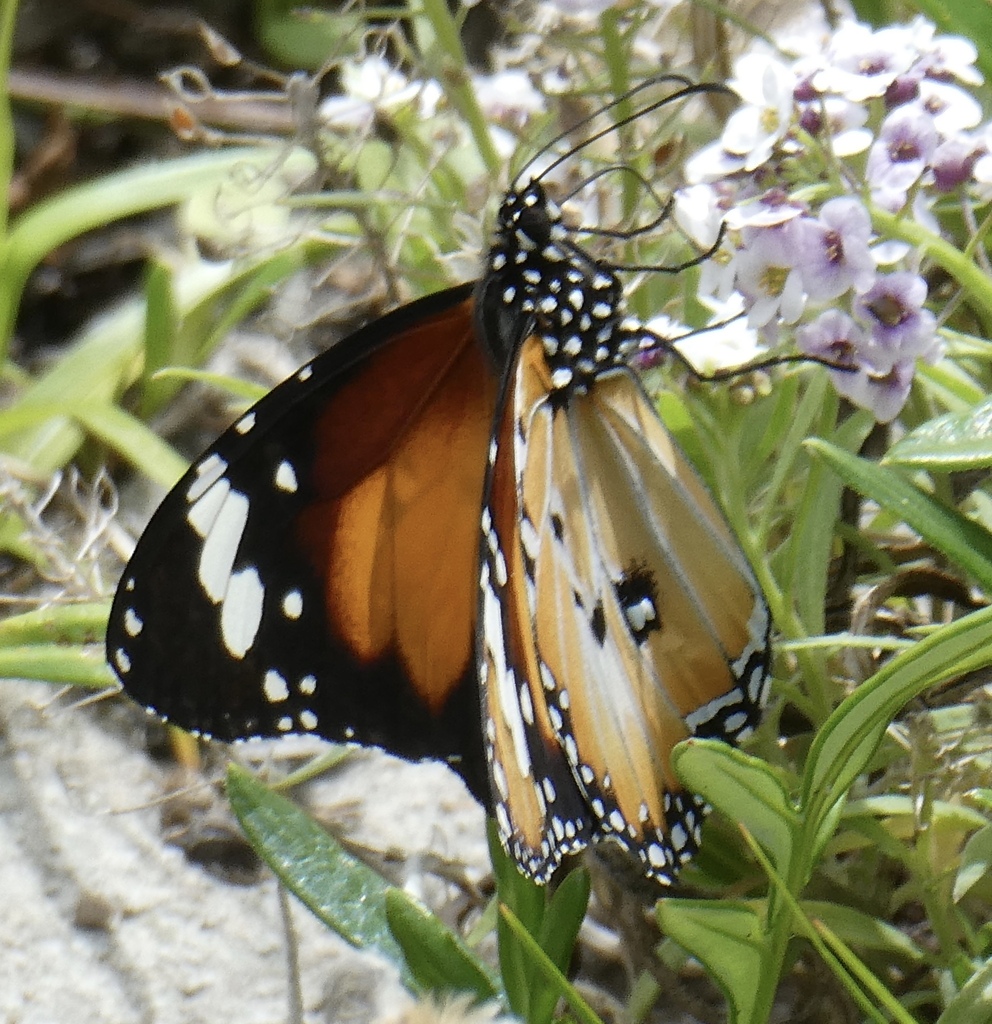 Lesser Wanderer from 3 Aputa Avenue, Te Puru 3575, New Zealand on ...