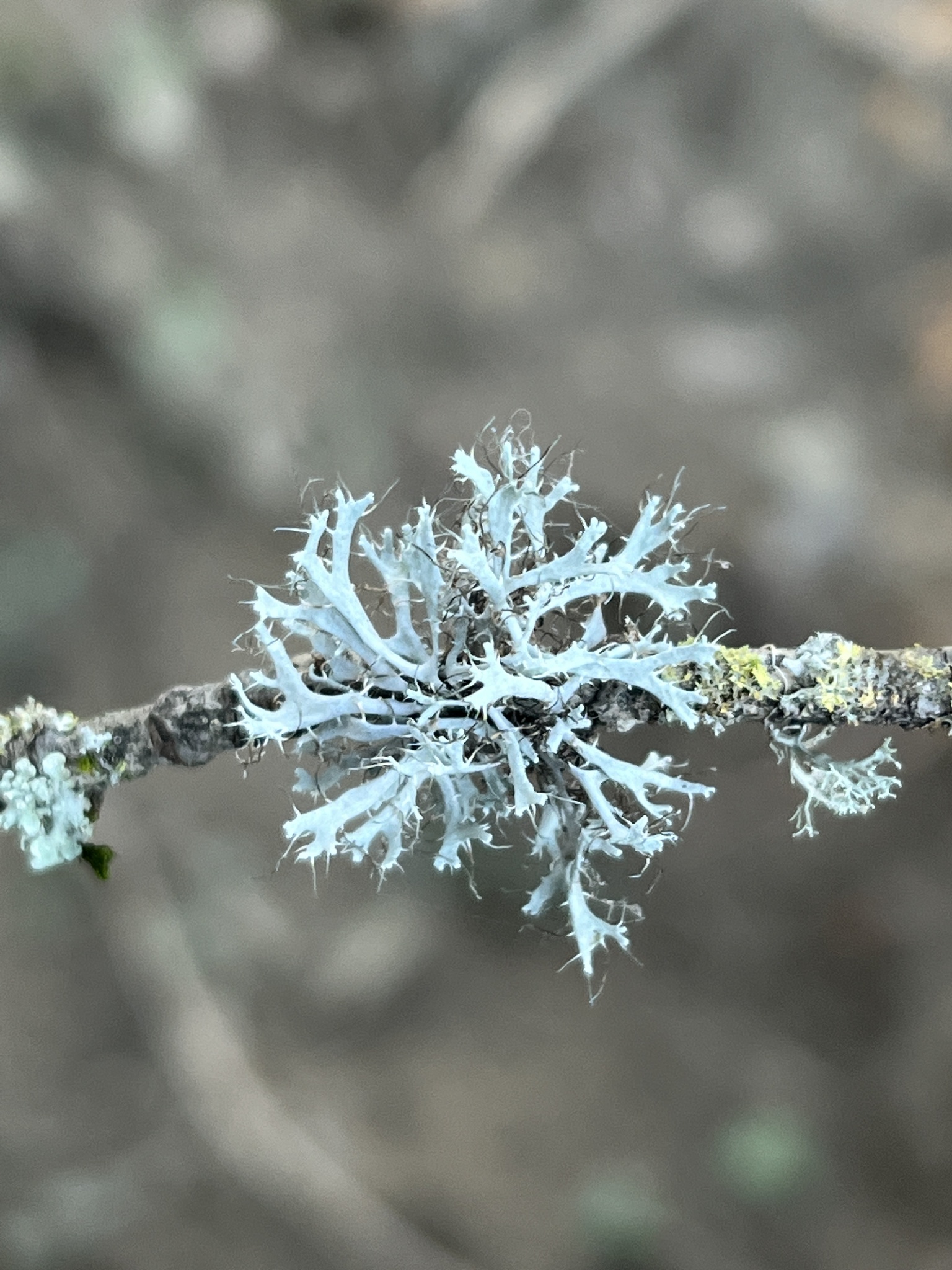 Leucodermia leucomelos (L.) Kalb