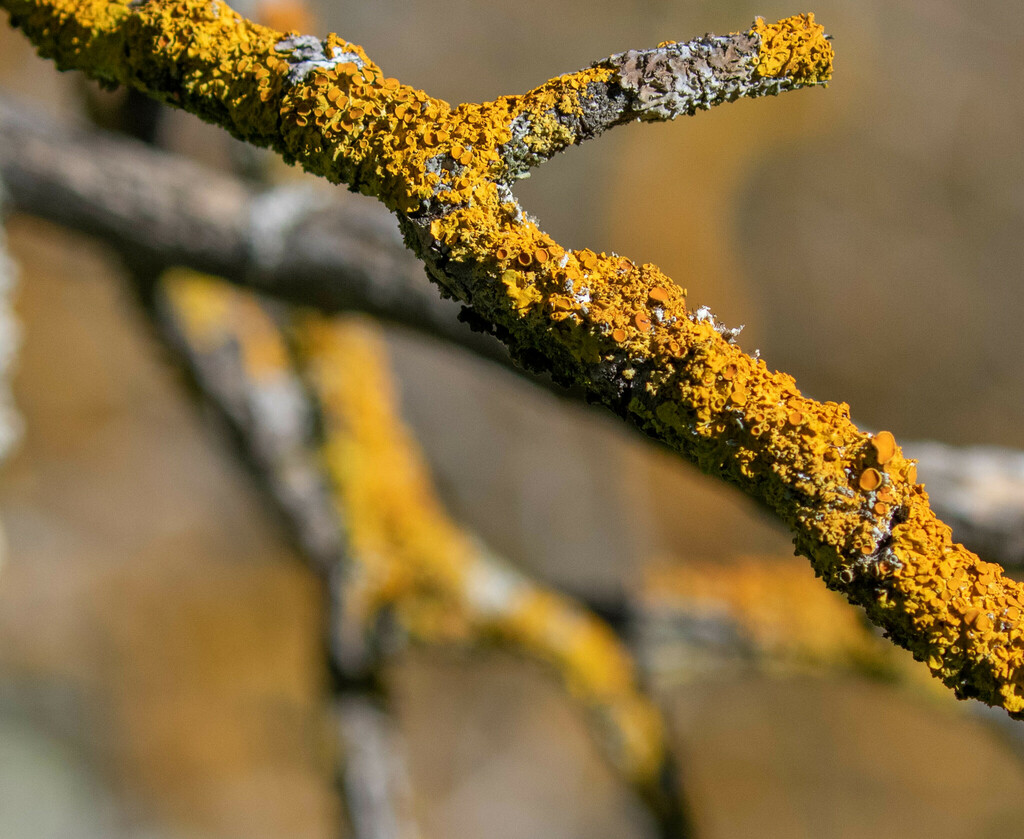 common lichens from Briones, Contra Costa County, CA, USA on January 20, 2023 at 12:29 PM by Dan ...