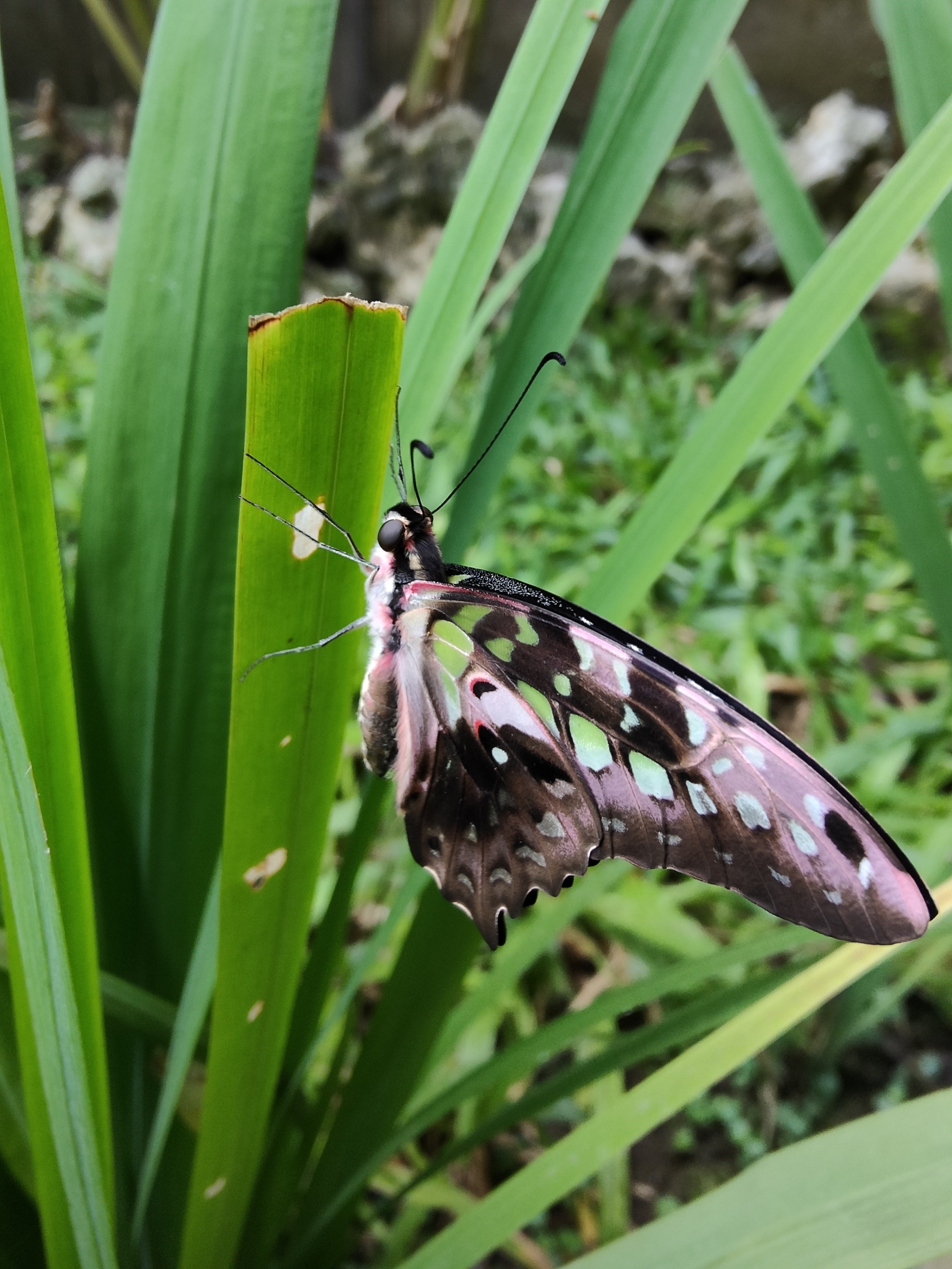 Graphium agamemnon (Linnaeus, 1758)