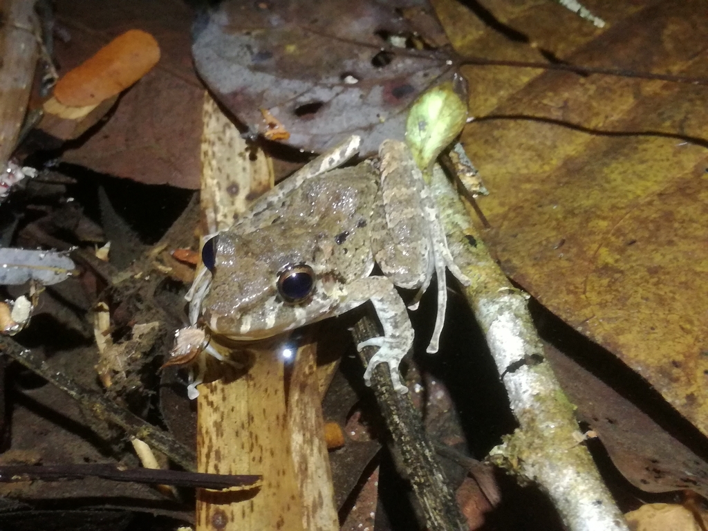 Fitzinger's Robber Frog from Bosque Escondido on January 20, 2023 at 06 ...