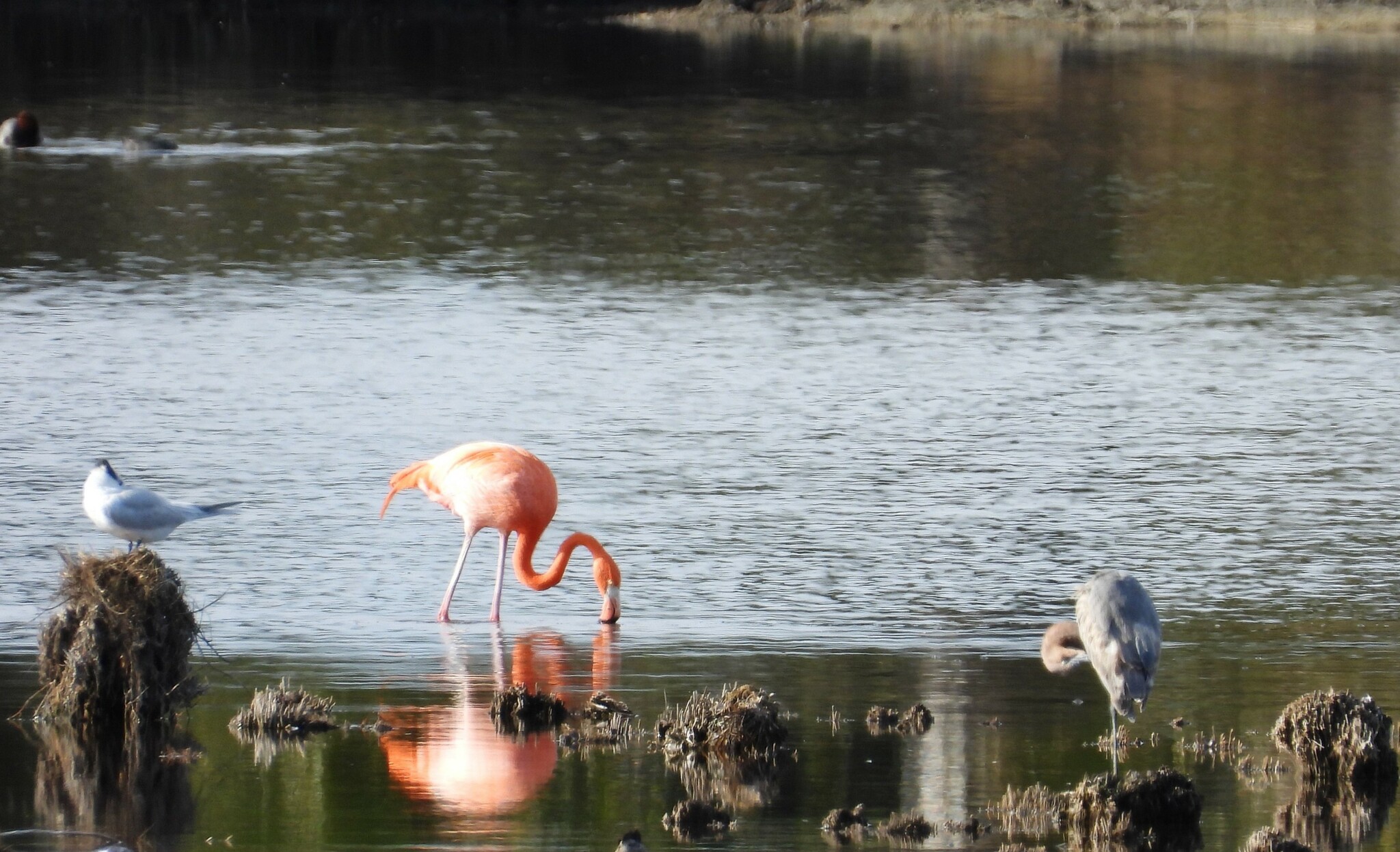 Phoenicopterus ruber Linnaeus, 1758