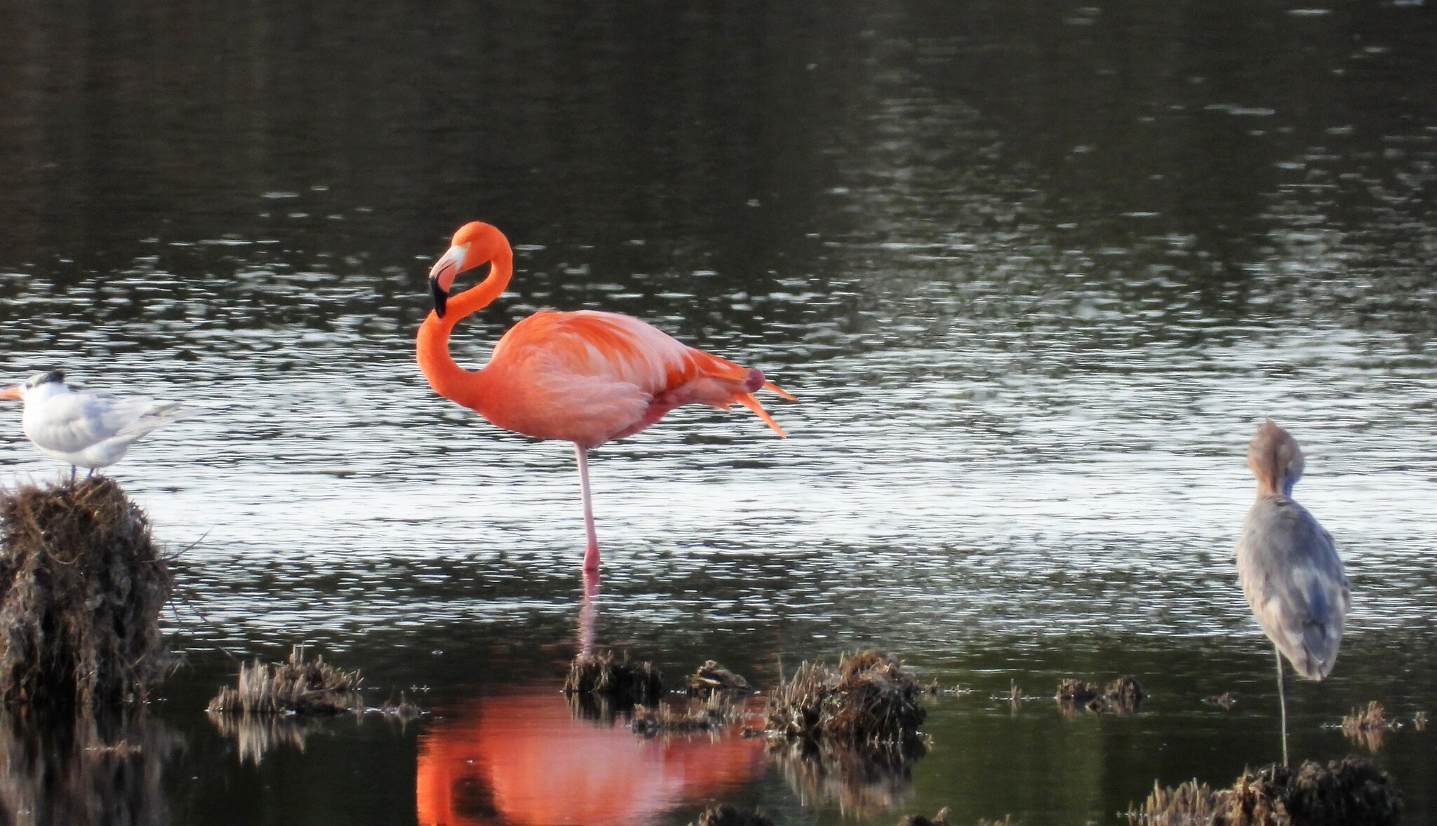 Phoenicopterus ruber Linnaeus, 1758