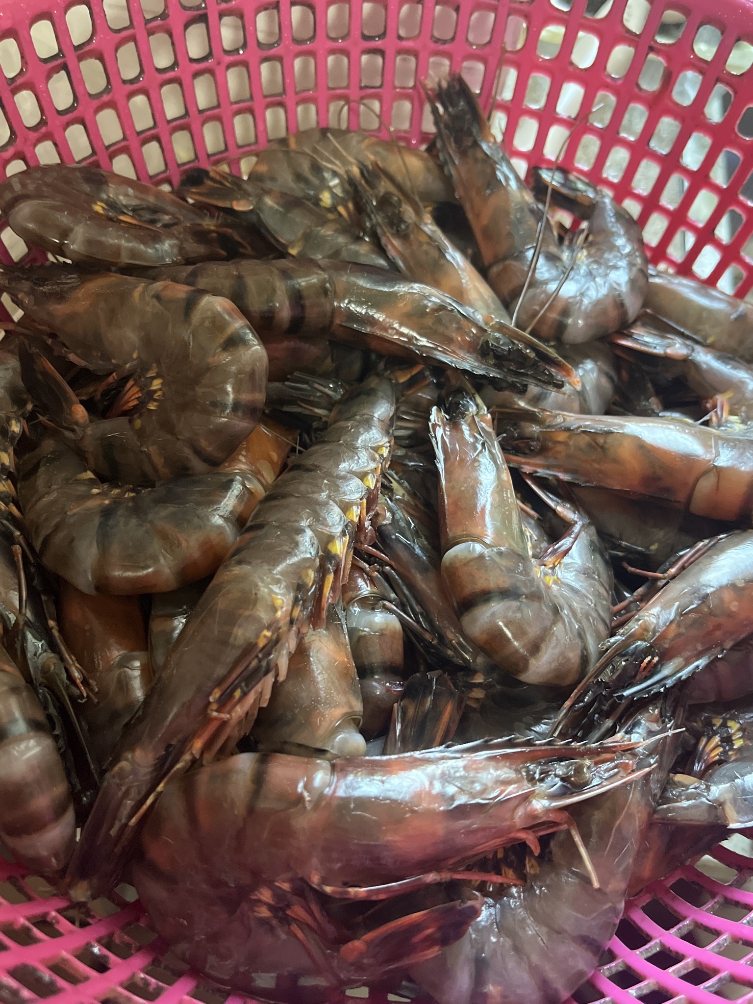 Penaeus monodon Fabricius, 1798