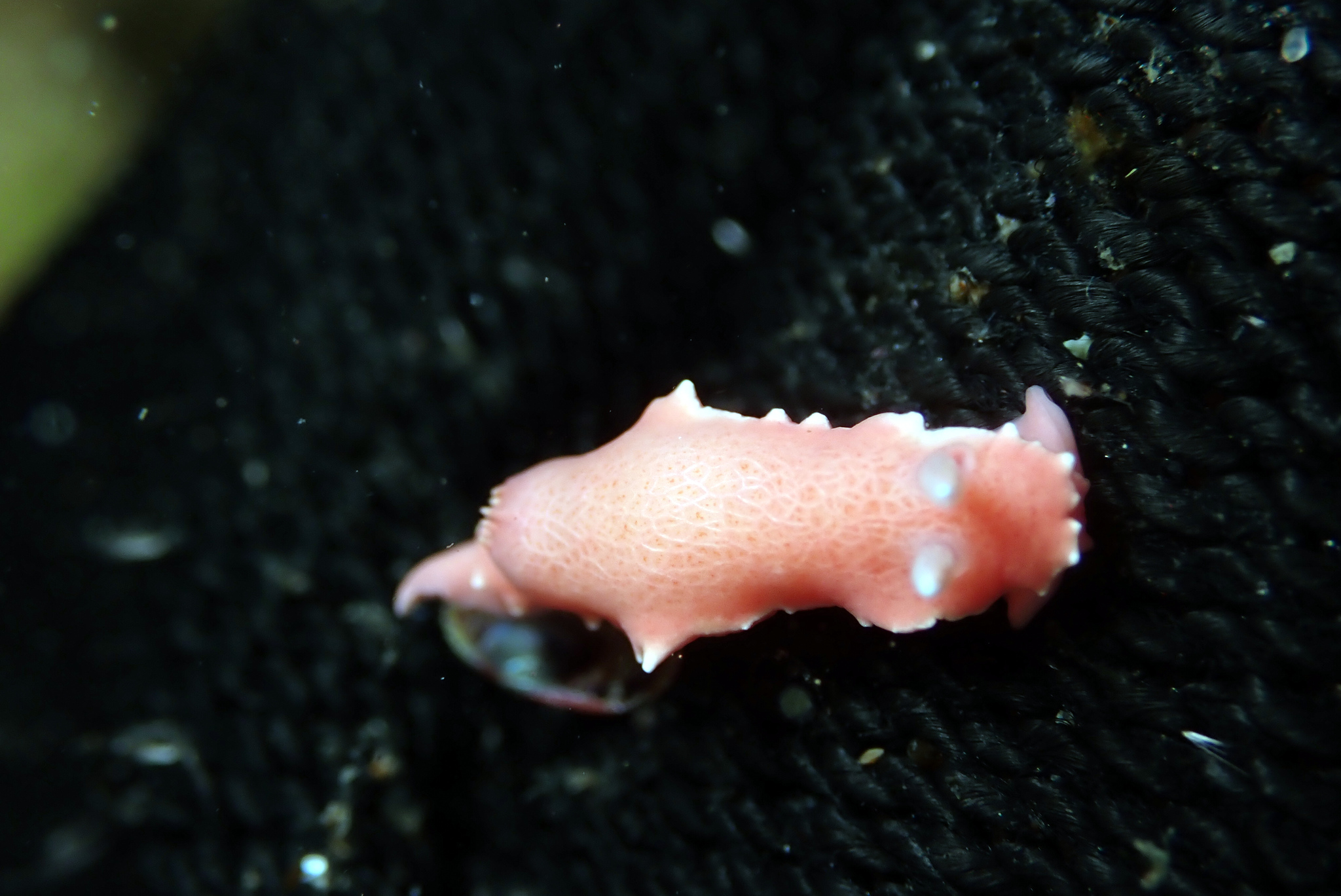 Verconia verconis (Basedow & Hedley, 1905)