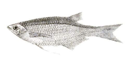 Genus Chela · iNaturalist United Kingdom