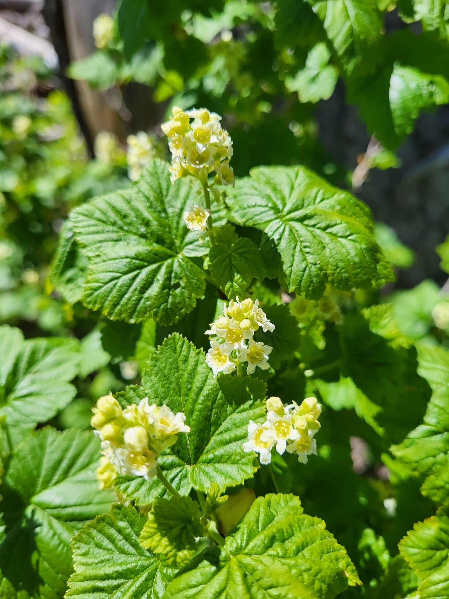 Ribes wolfii Rothr.