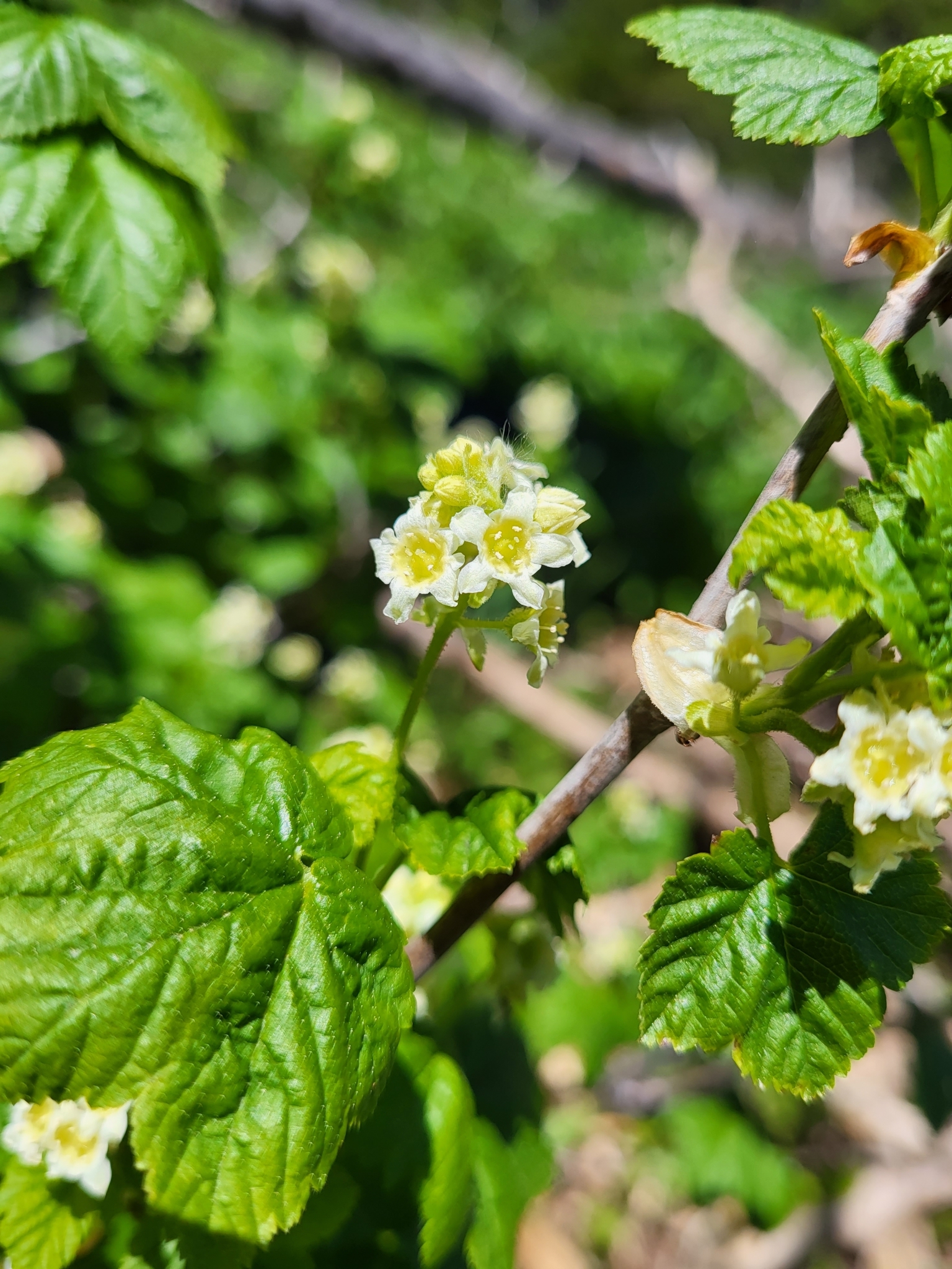 Ribes wolfii Rothr.