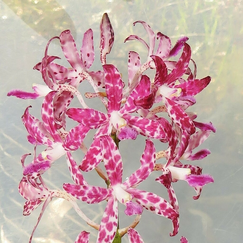 Slender Hyacinth-Orchid from Wallaga Lake NSW 2546, Australia on ...