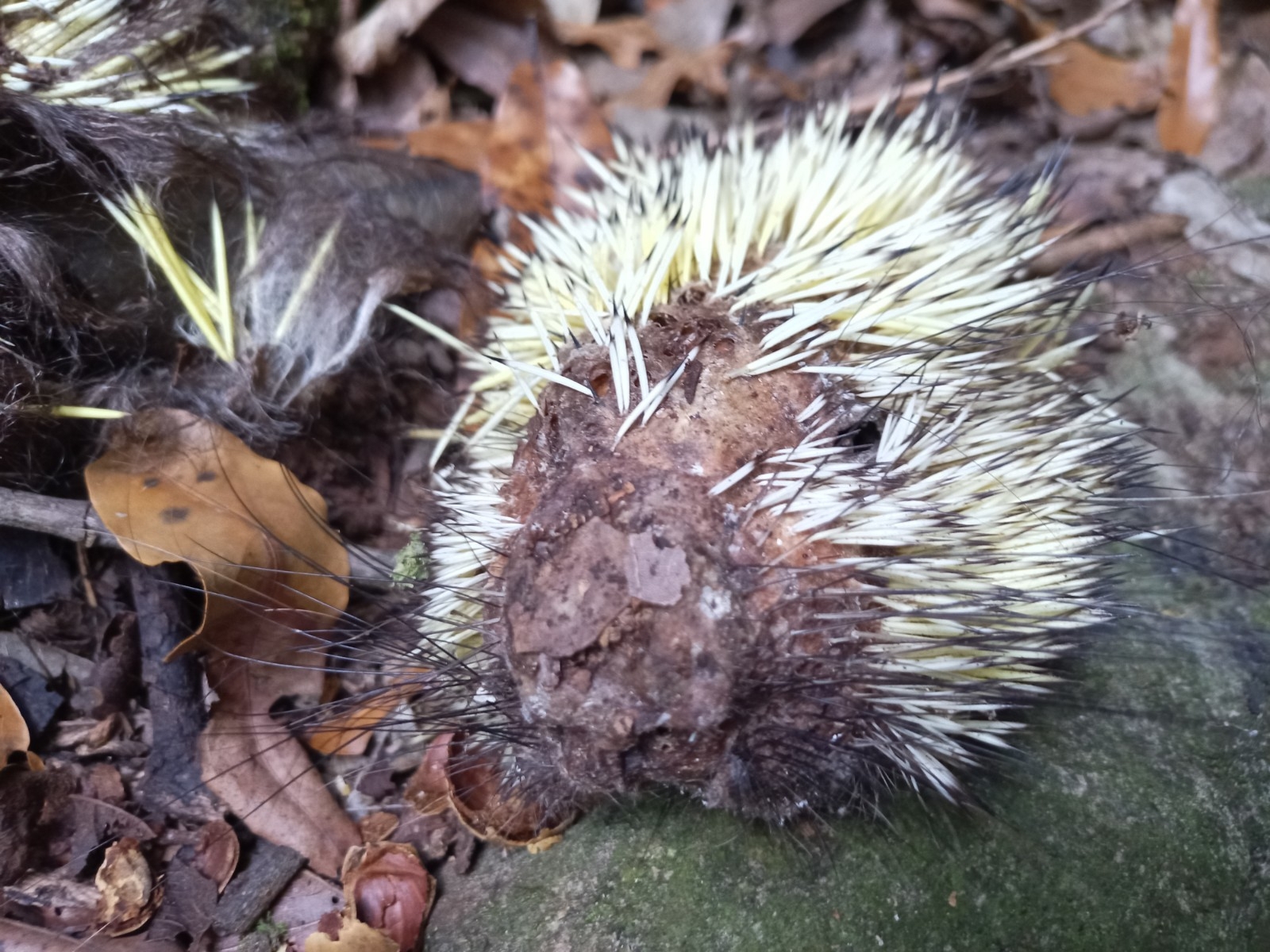 Sphiggurus mexicanus (Kerr, 1792)