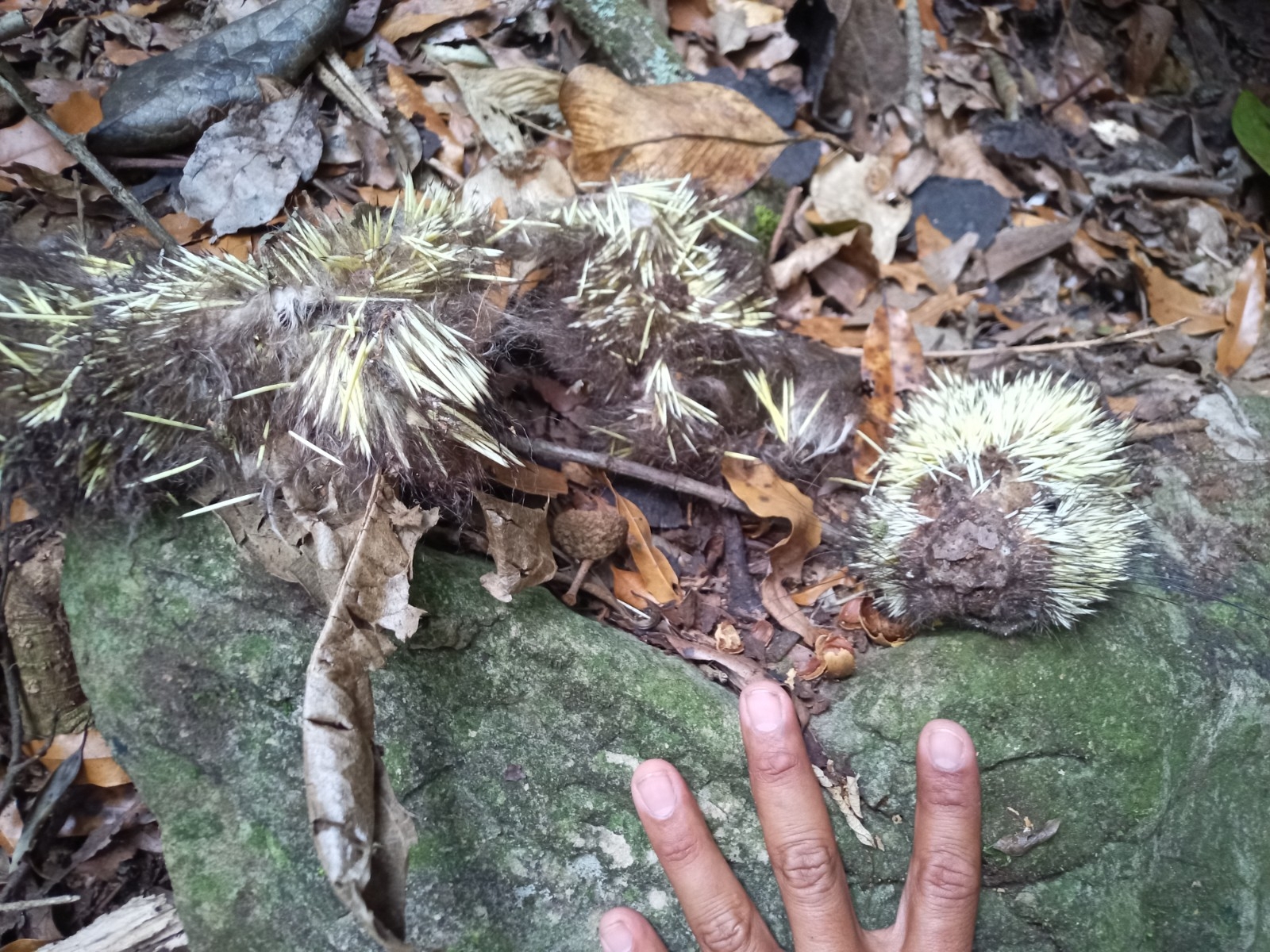 Sphiggurus mexicanus (Kerr, 1792)