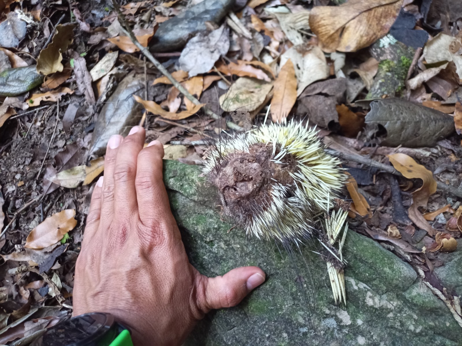 Sphiggurus mexicanus (Kerr, 1792)