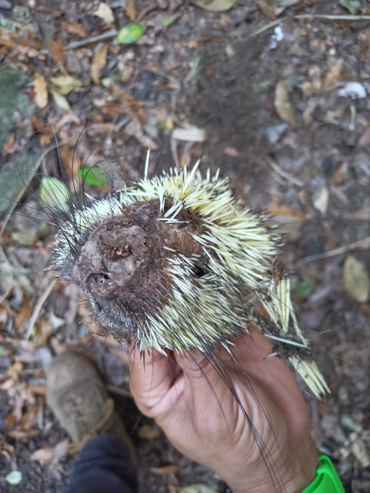Sphiggurus mexicanus (Kerr, 1792)