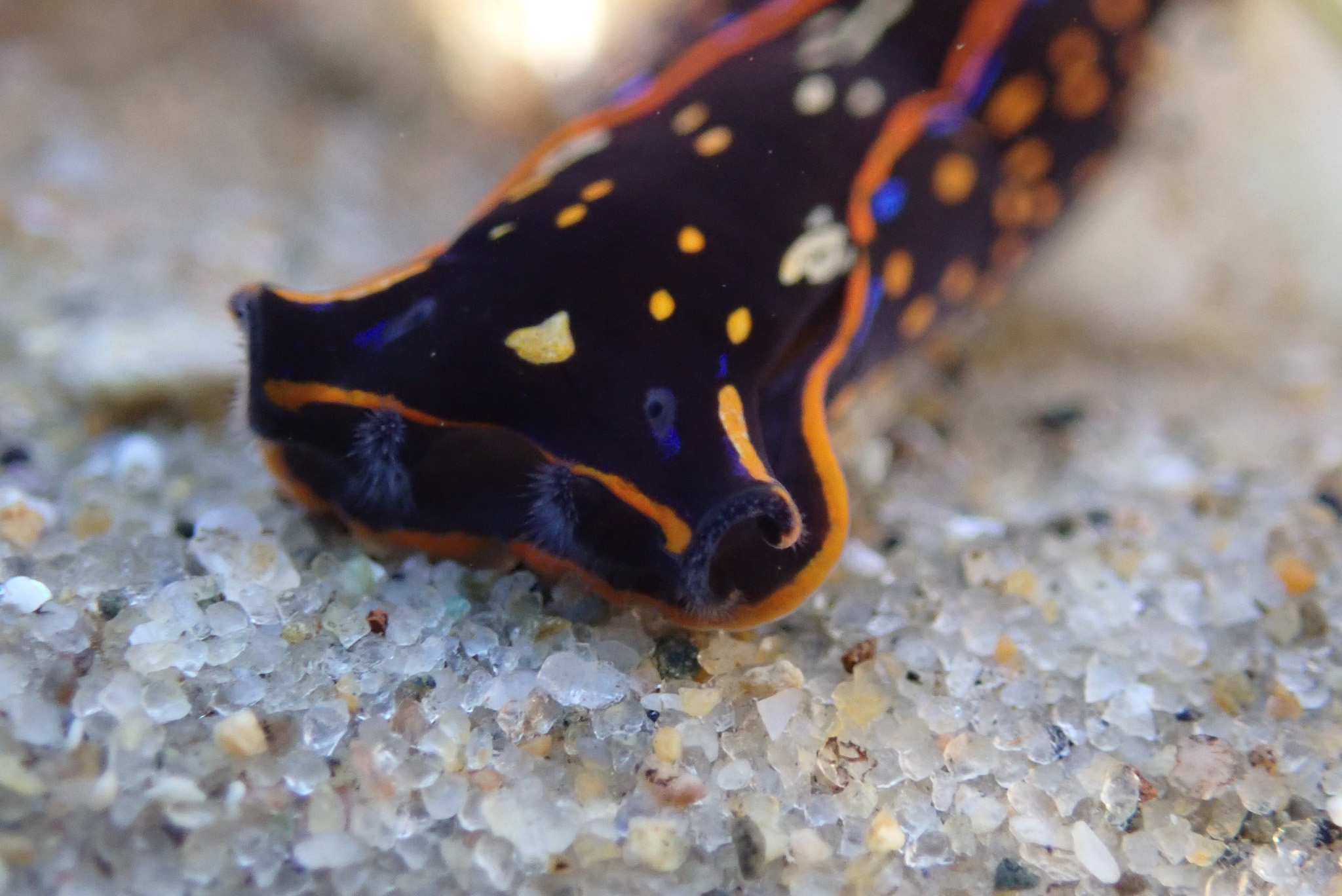 Navanax inermis (J.G.Cooper, 1862)