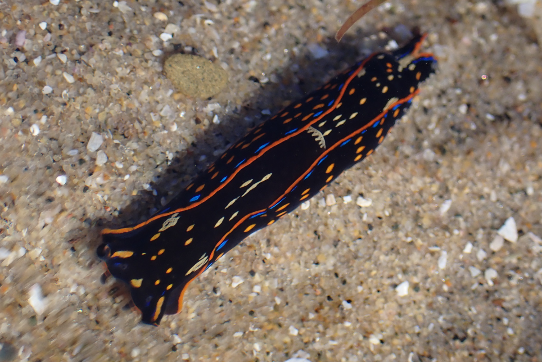 Navanax inermis (J.G.Cooper, 1862)