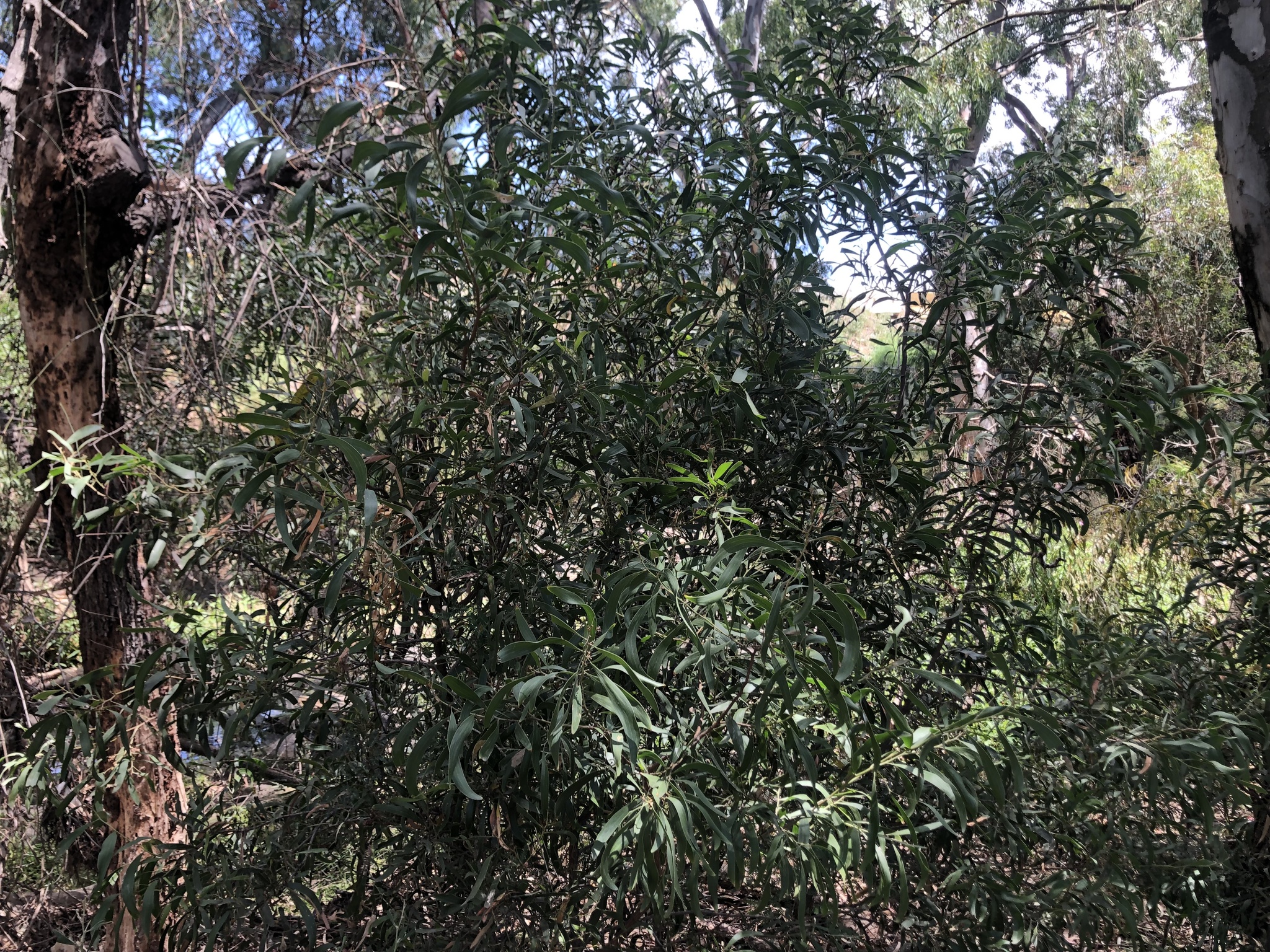 Acacia melanoxylon R.Br.