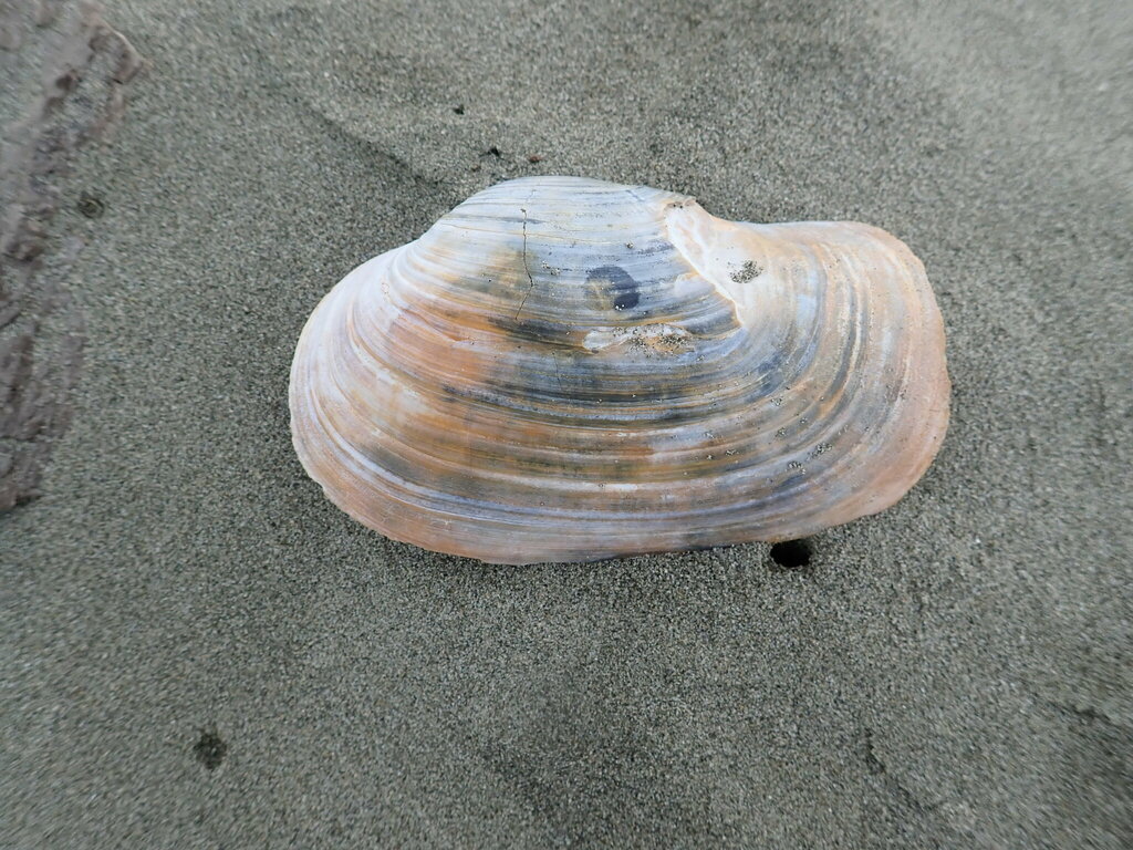 New Zealand Geoduck from Hokio Beach, New Zealand on January 21, 2023 ...