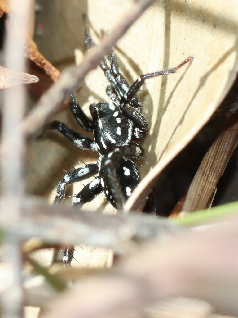 White-spotted Swift Spider from Blue Mountains Nat'l Park NSW 2787 ...
