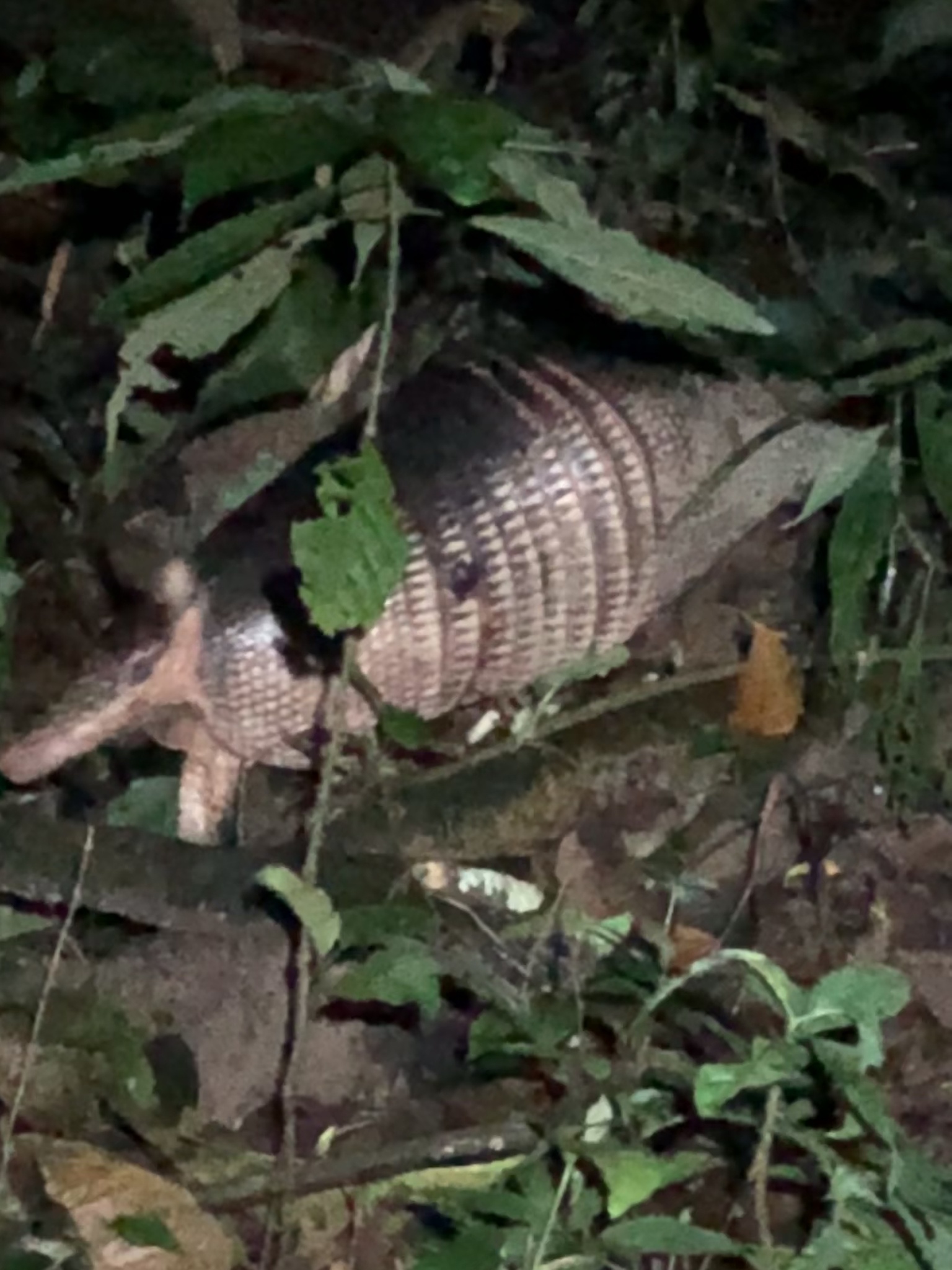 Dasypus kappleri Krauss, 1862