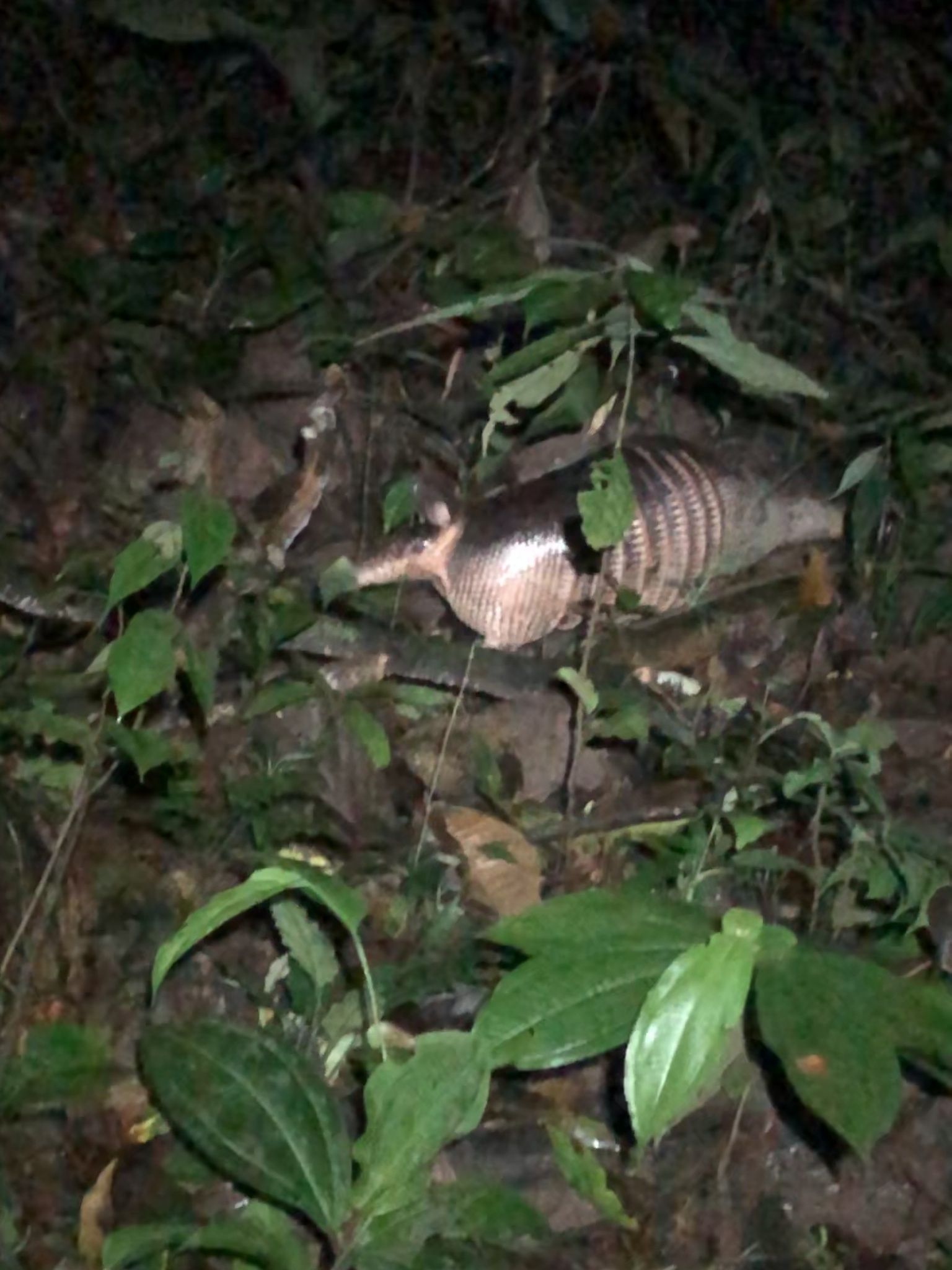 Dasypus kappleri Krauss, 1862