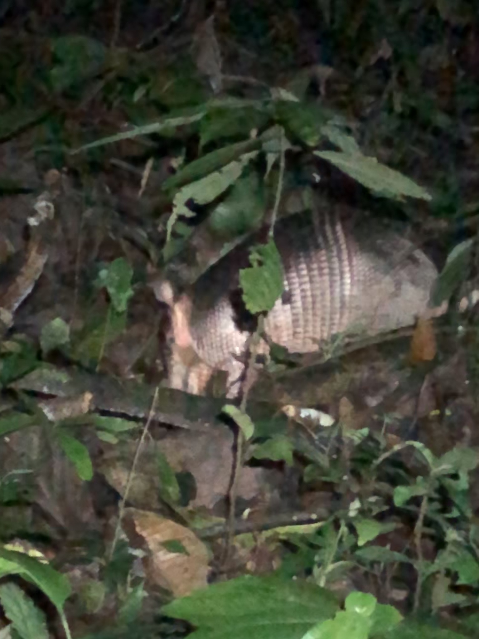 Dasypus kappleri Krauss, 1862