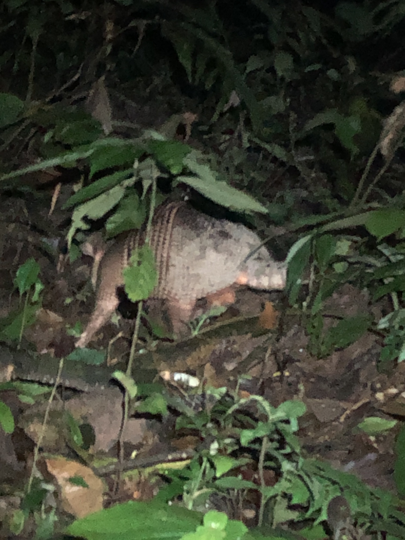 Dasypus kappleri Krauss, 1862