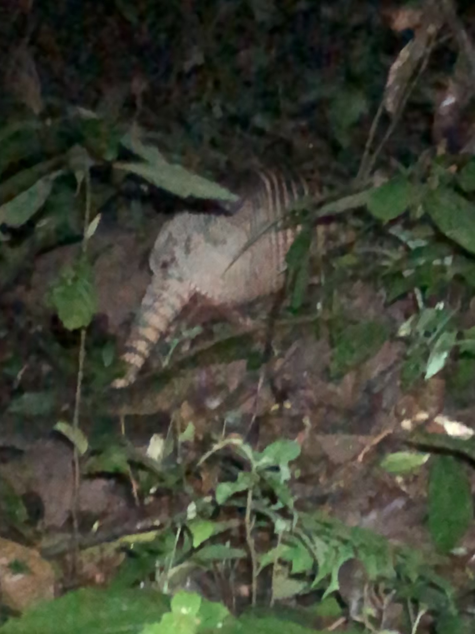 Dasypus kappleri Krauss, 1862