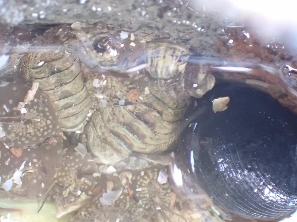 Snakeskin Chiton from Te Puru, New Zealand on January 21, 2023 at 09:12 ...