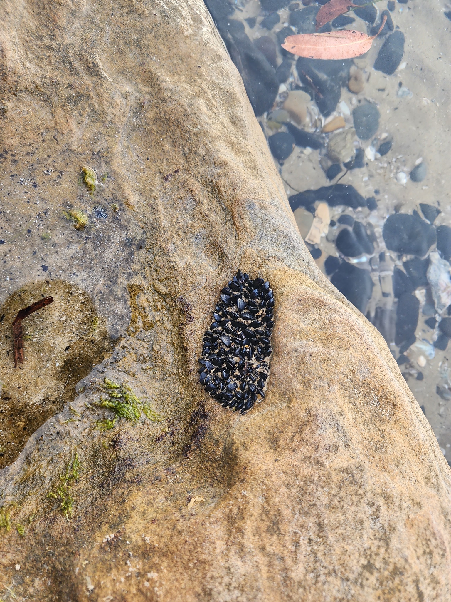 Xenostrobus pulex (Lamarck, 1819)