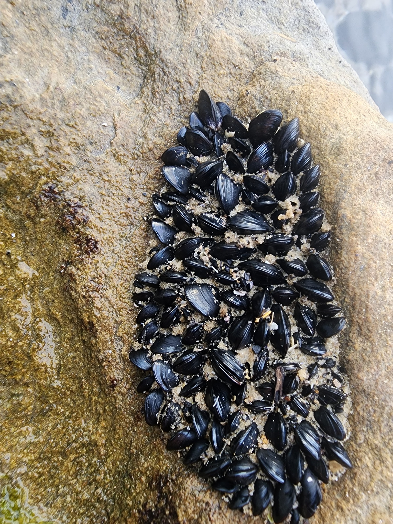 Xenostrobus pulex (Lamarck, 1819)