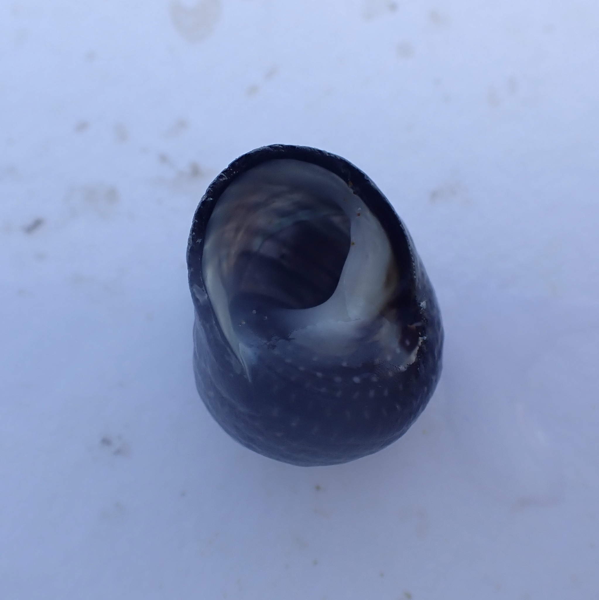 Diloma aethiops (Gmelin, 1791)