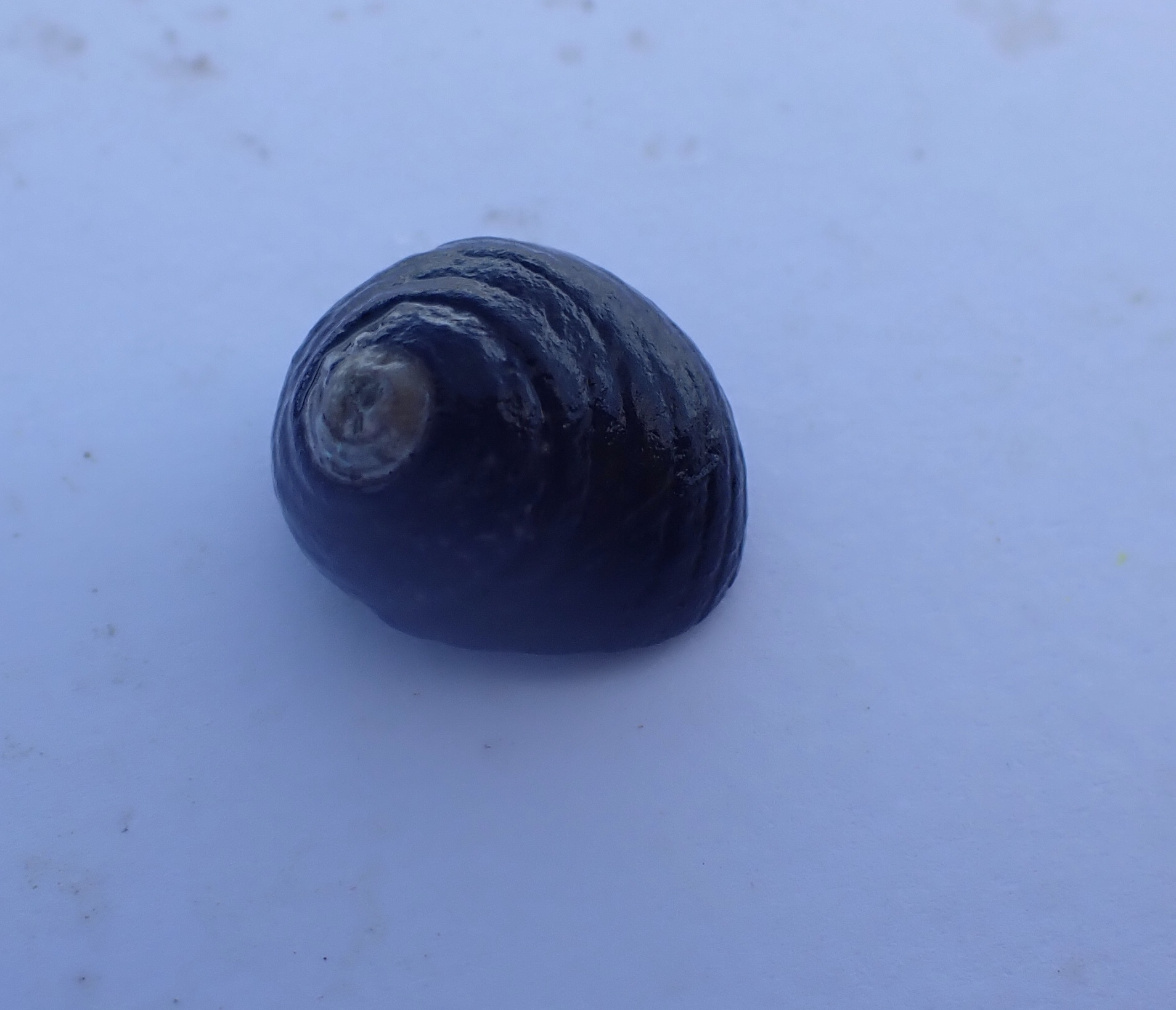 Diloma aethiops (Gmelin, 1791)