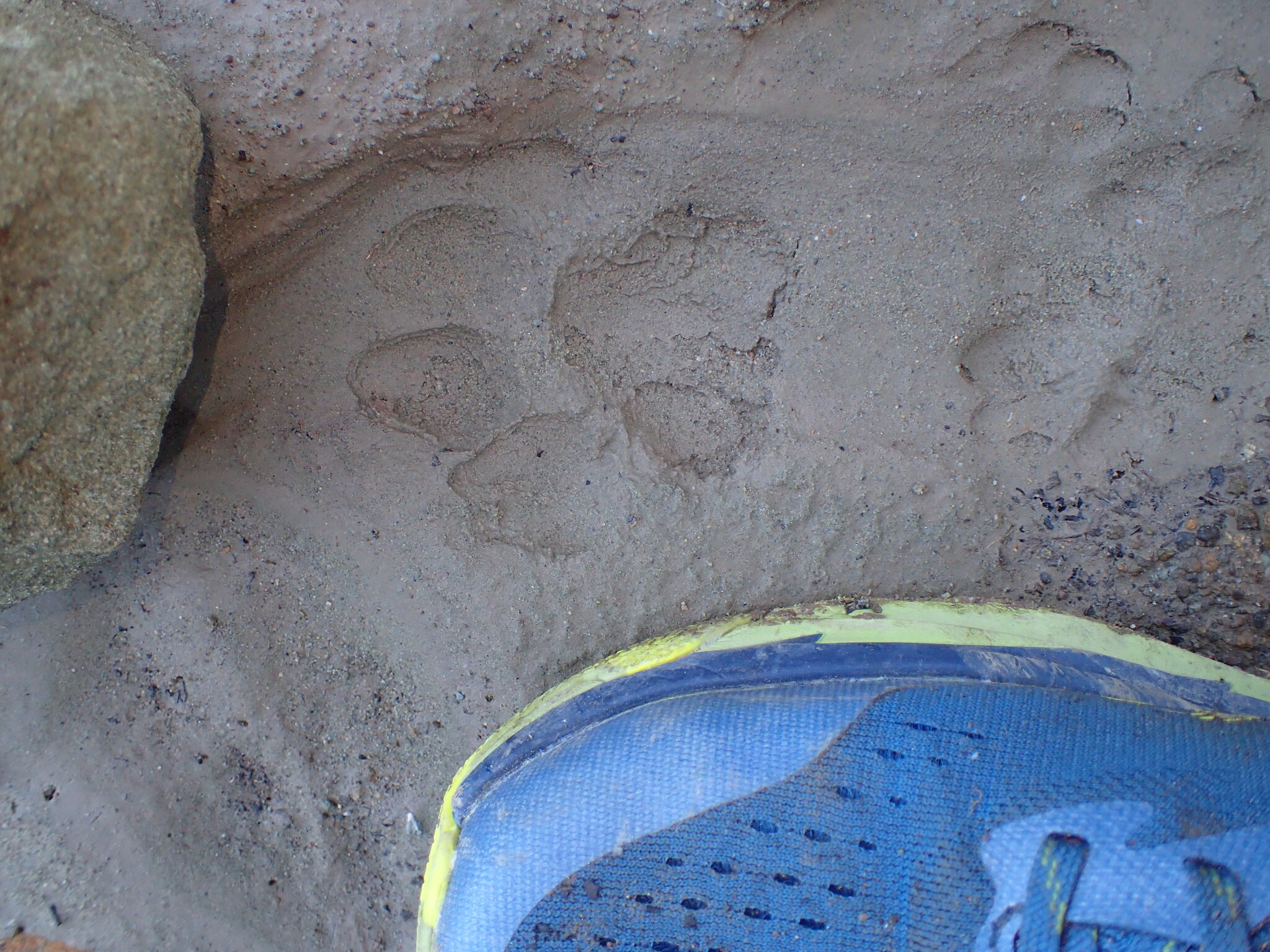 Puma concolor (Linnaeus, 1771)