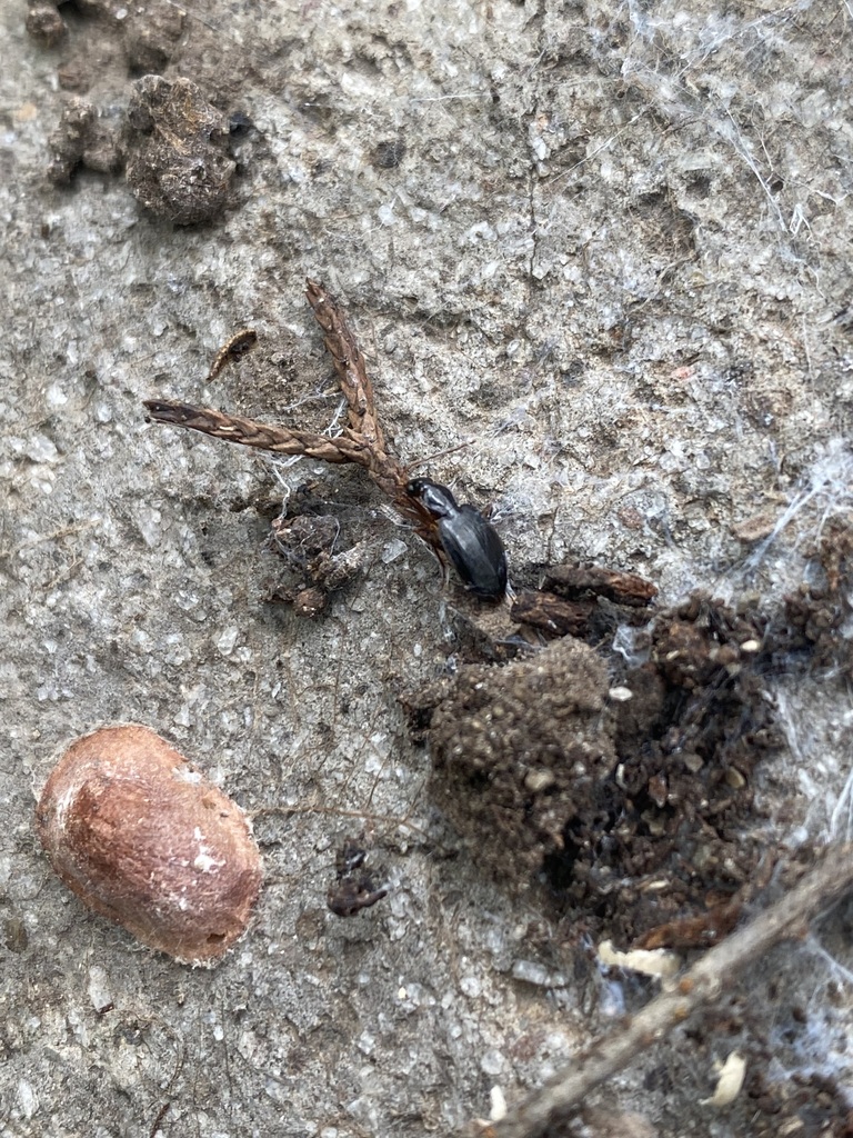 Platynini from Distrito Federal, Mexico on July 24, 2022 at 02:54 PM by ...