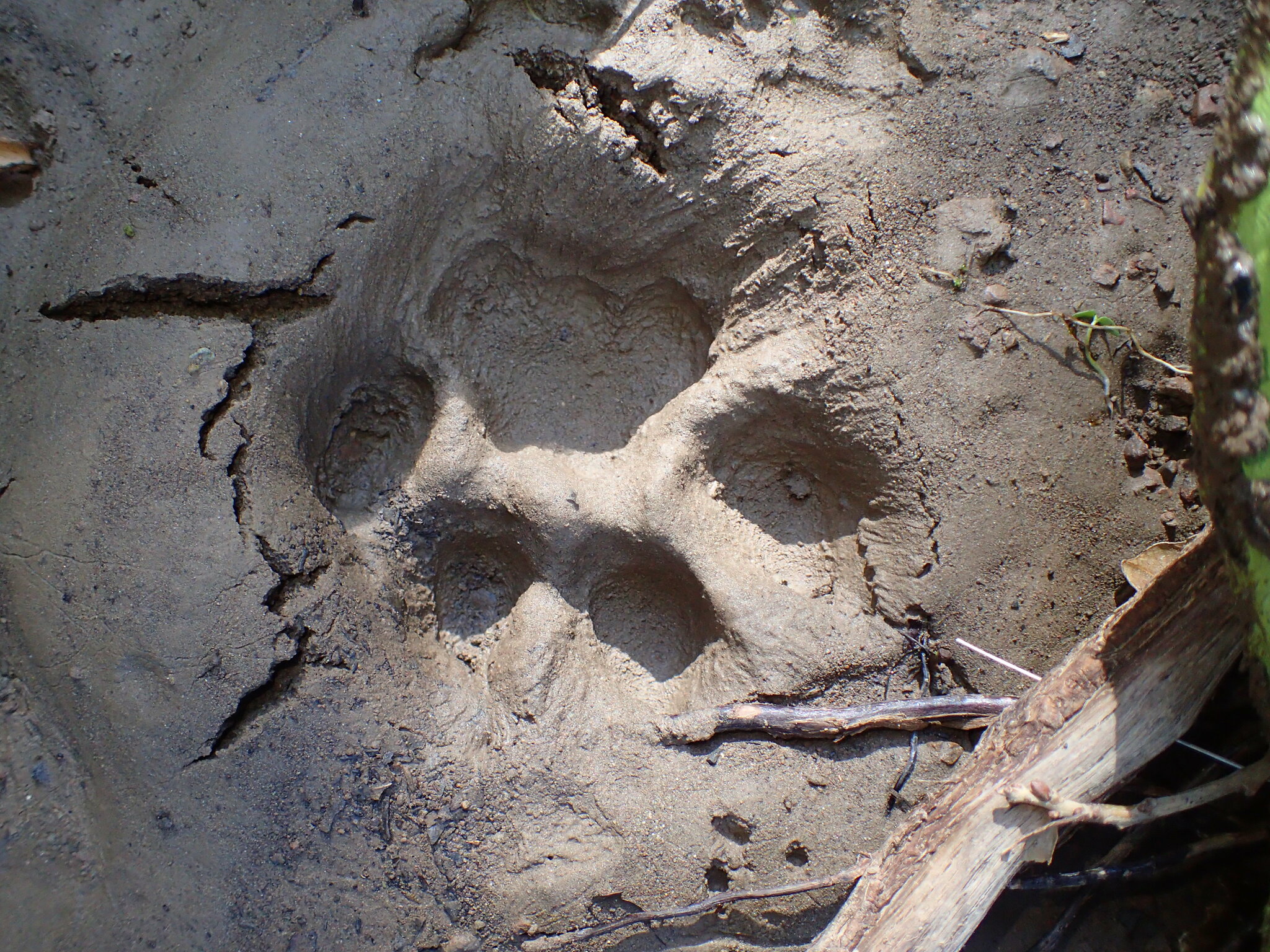 Puma concolor (Linnaeus, 1771)