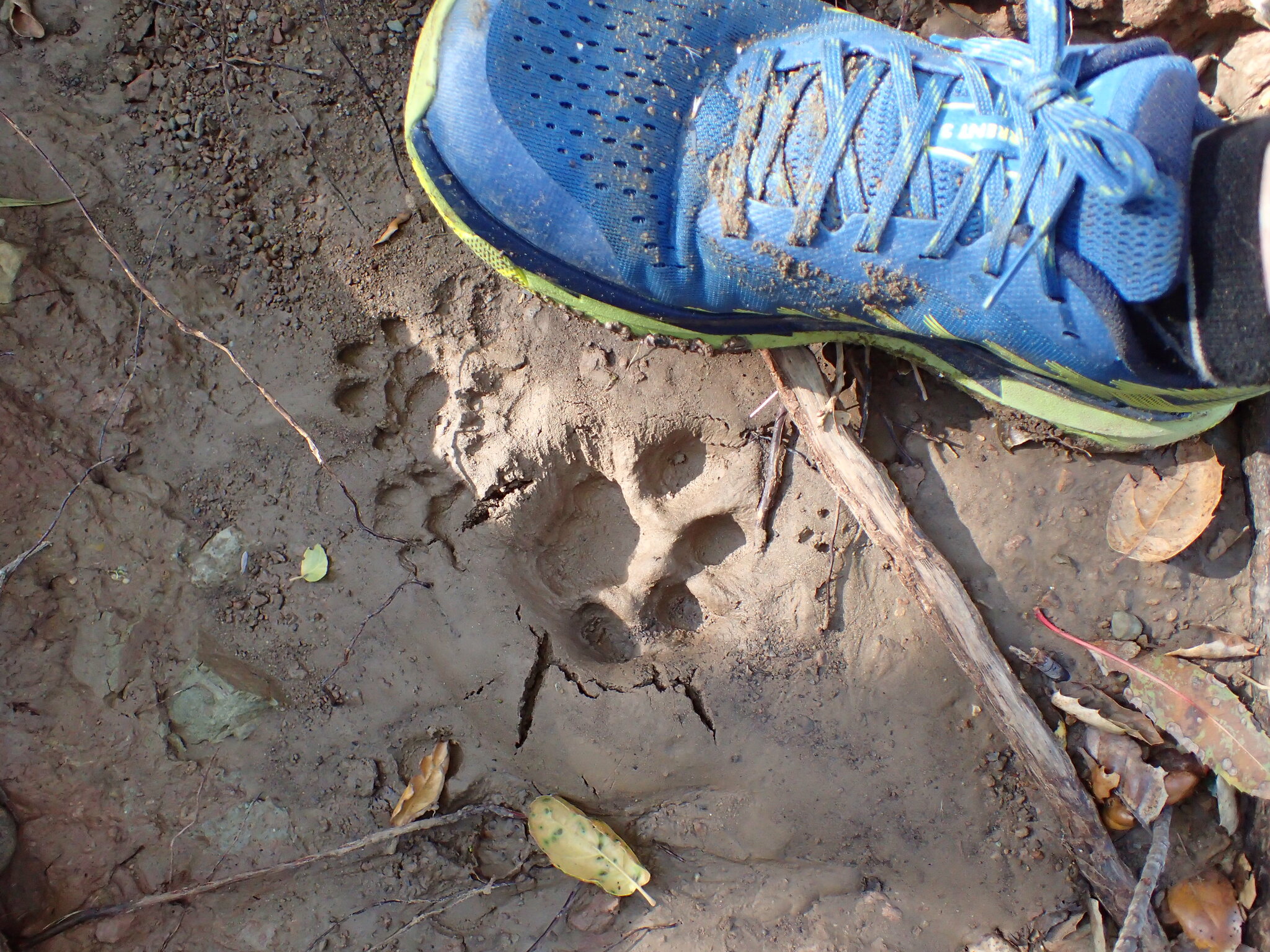 Puma concolor (Linnaeus, 1771)