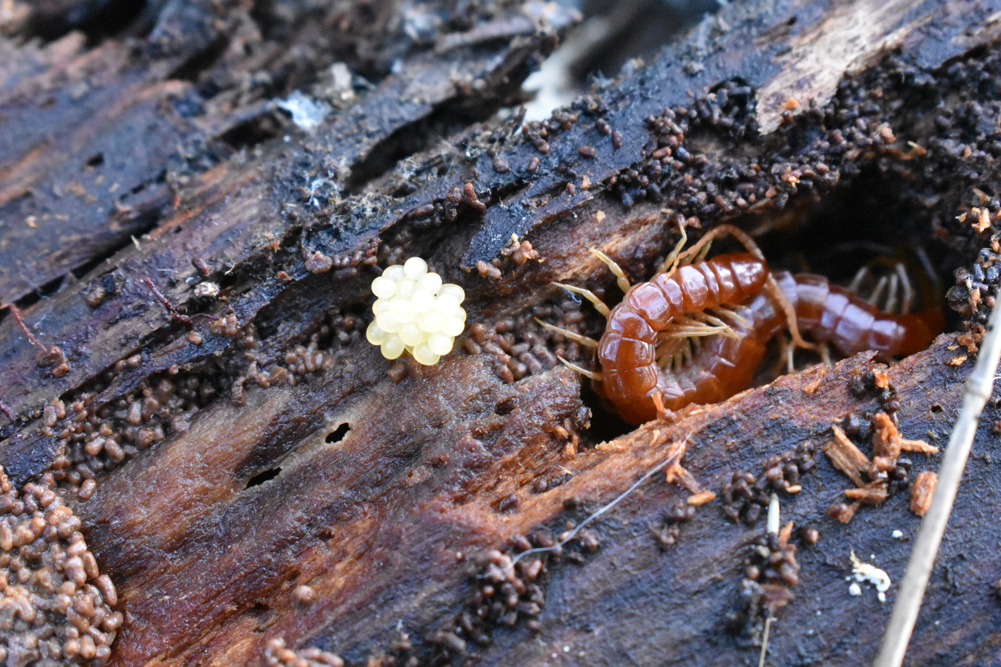 Scolopocryptopidae