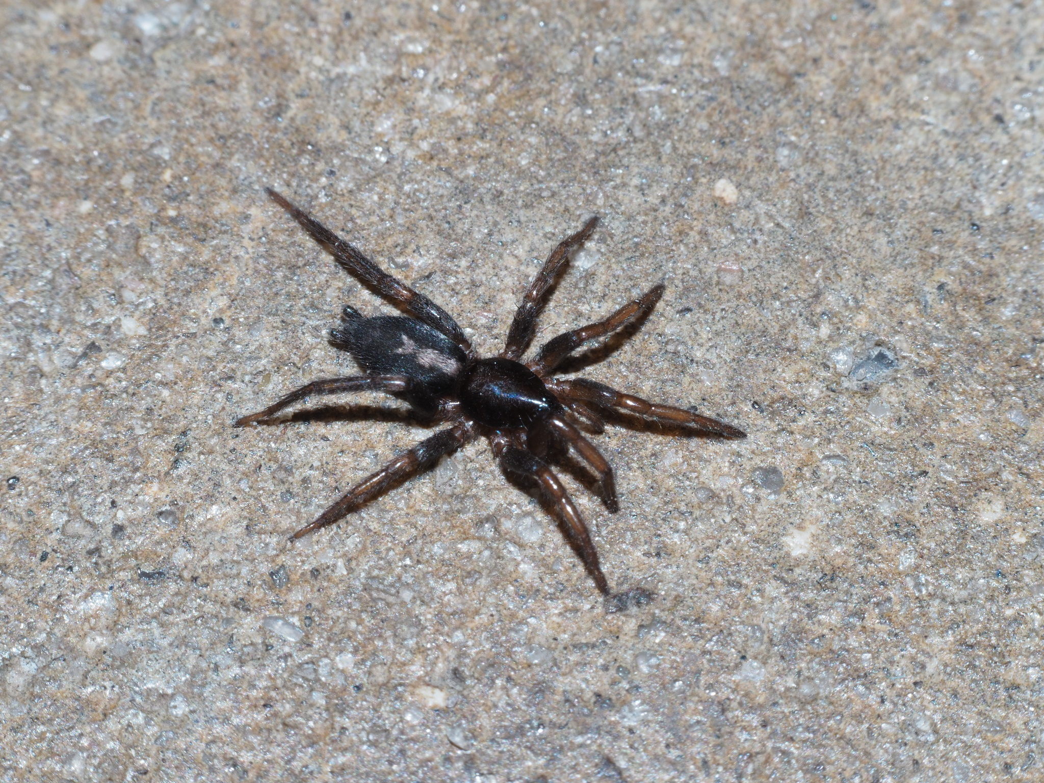 Gnaphosidae