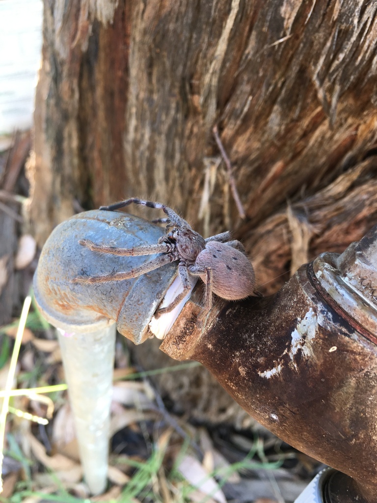 Isopedella from Manna Gum La, Crafers West, SA, AU on January 19, 2023 ...
